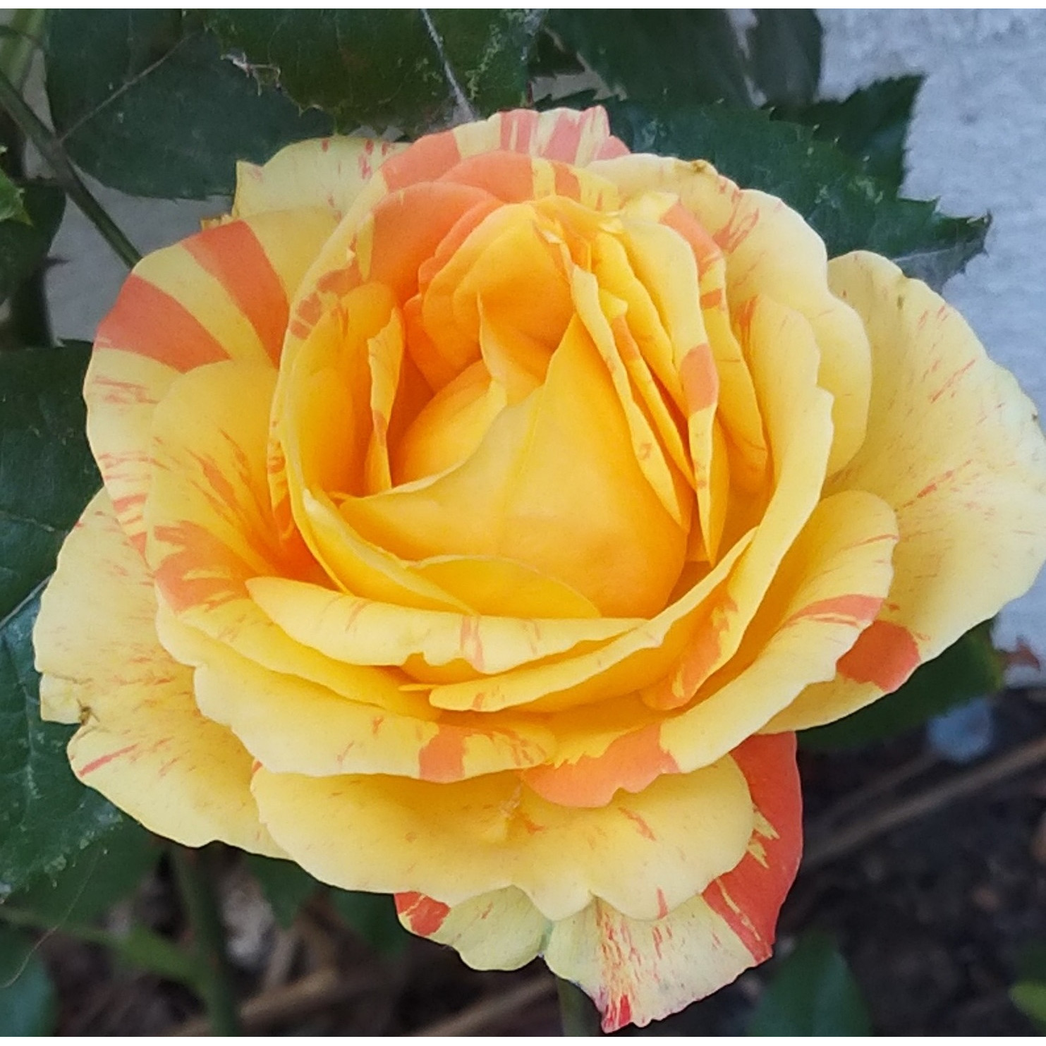 Rosa 'André Willemse' - Modern bush rose with large flowers streaked ...