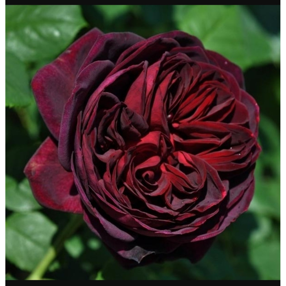 Rose 'Astrid Gräfin von Hardenberg' Night of China - With large ...
