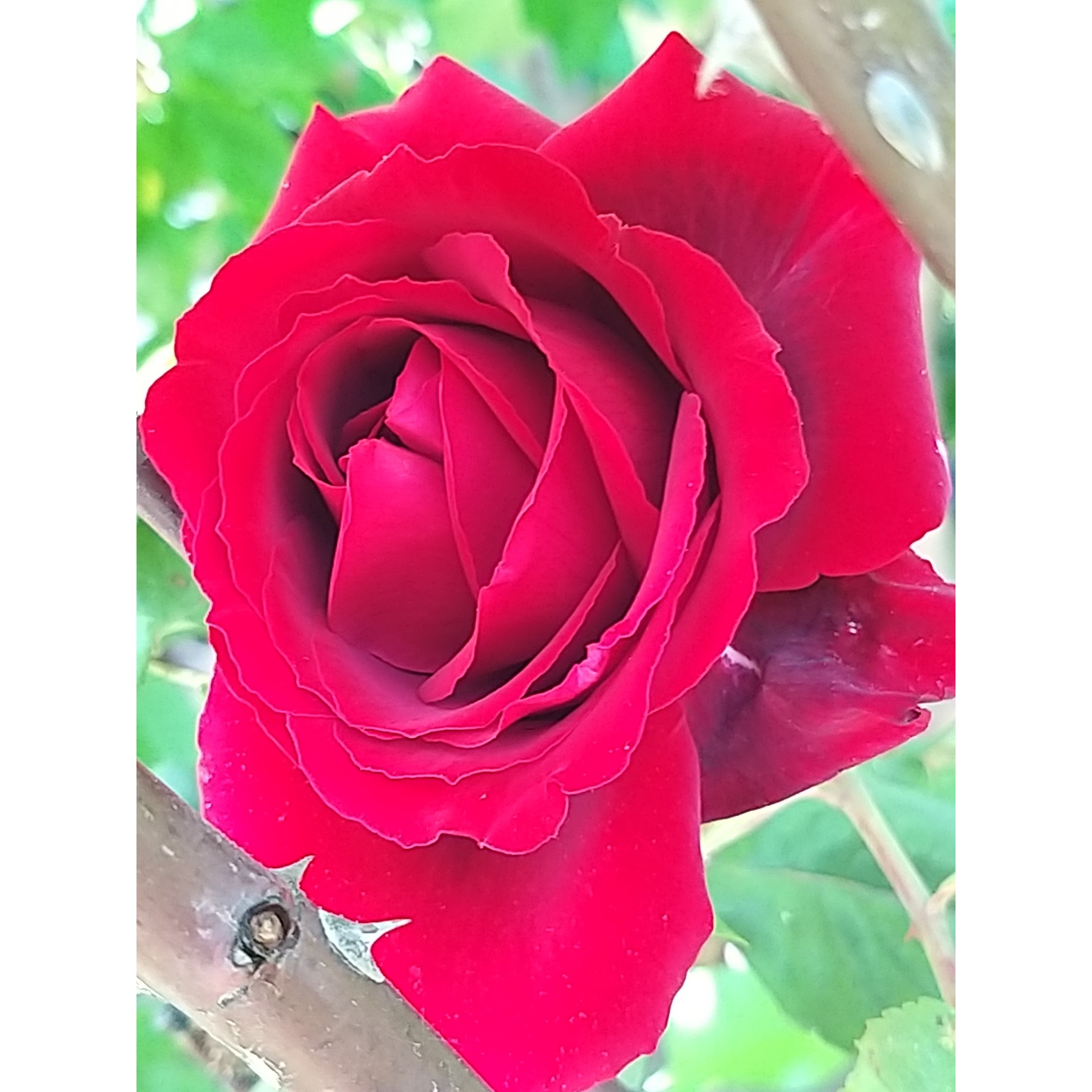 'Botero' large-flowered rose - Very double and highly scented red flowers.