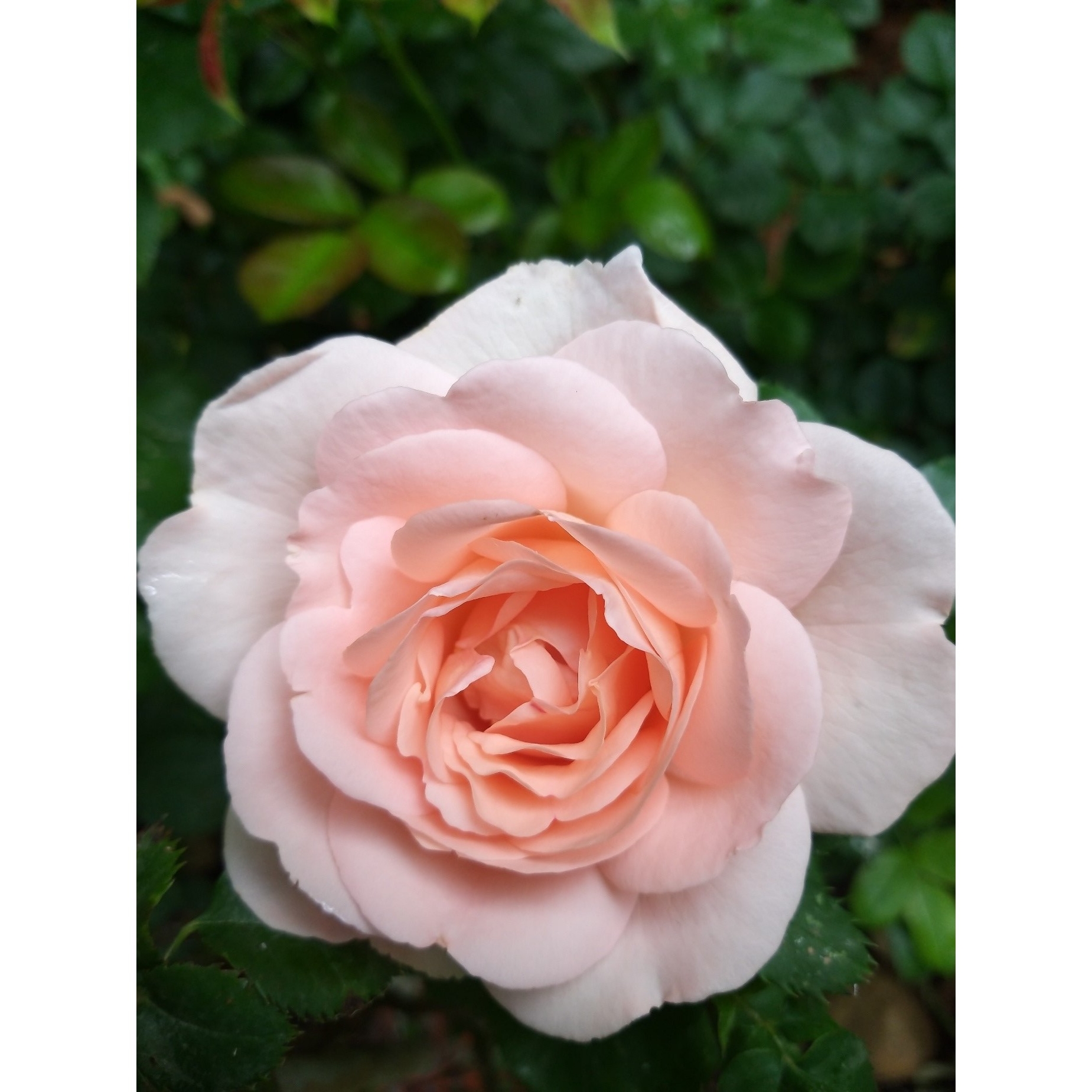 Light Renaissance rose - large pale pink flowers, tinged with peach ...