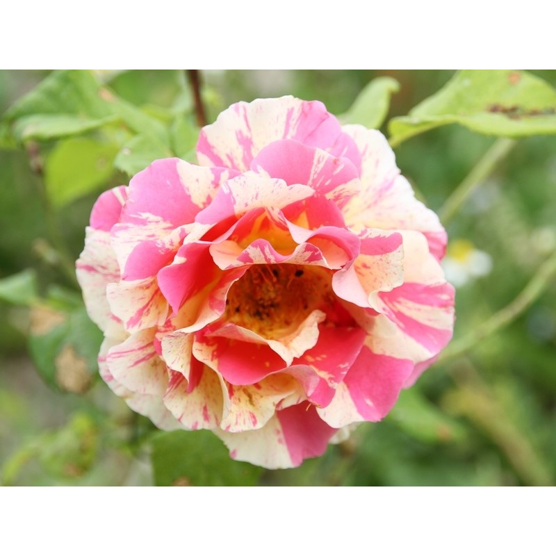 'Claude Monet' - Large Flowered Rose - Bush rose with double flowers ...