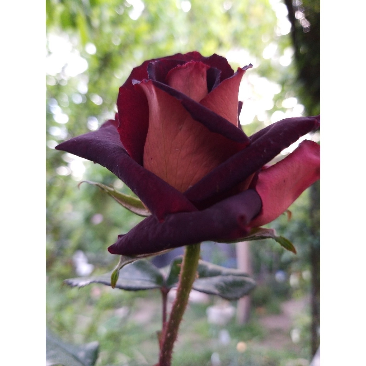 Large-flowered rose 'Eddy Mitchell' - Shrub with purple-black flowers ...