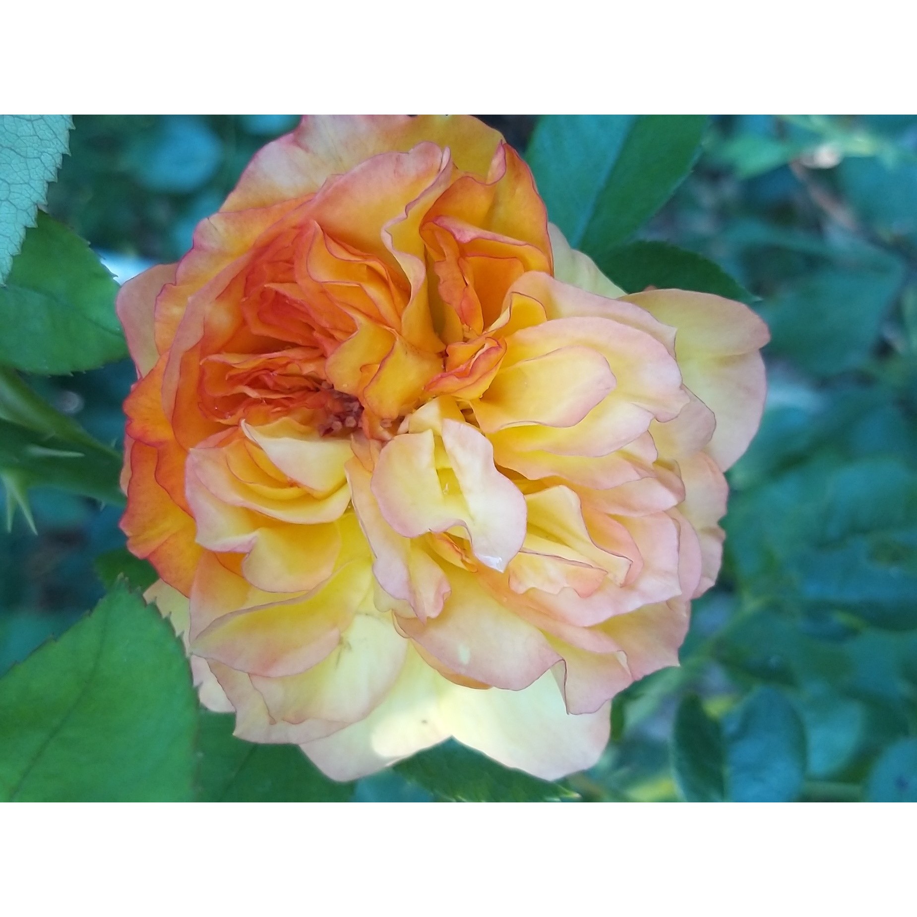Rosa 'Henri Delbard' - Bush rose with large, fragrant salmon-copper ...