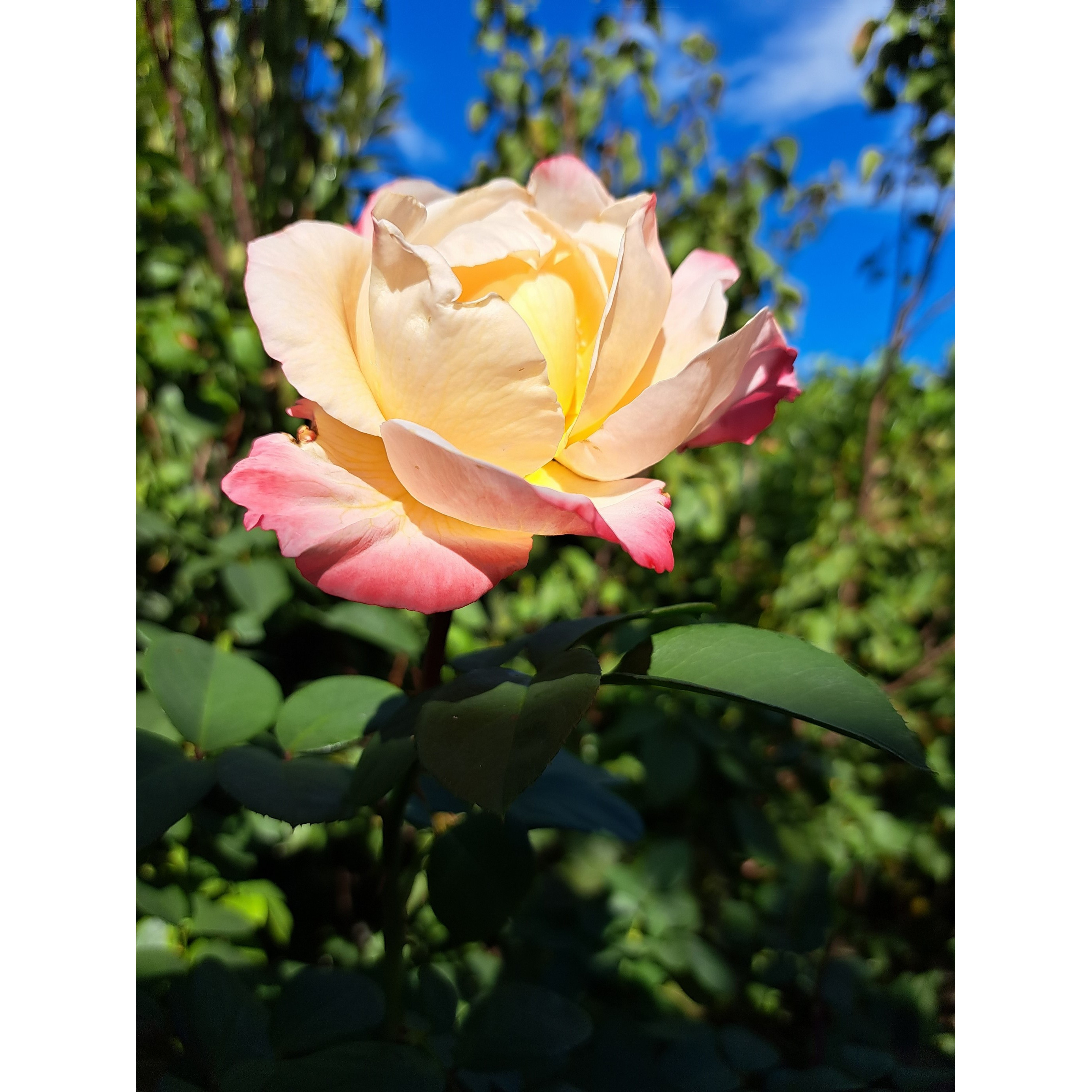 Rosa 'Laeticia Casta' - Meilampario - Rose with large, fragrant, two ...