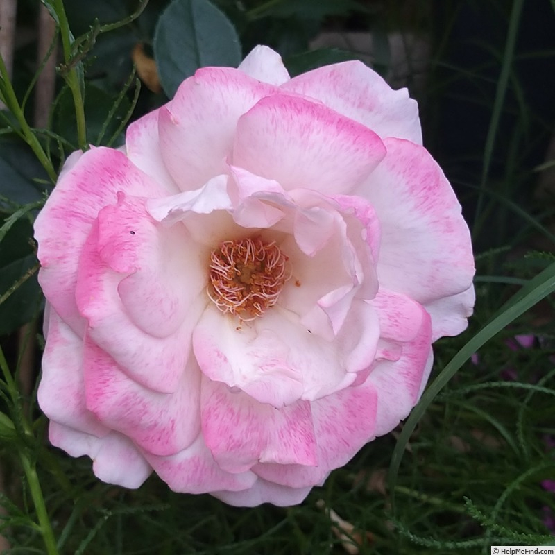 Rosa Lyon Lumieres ('Meivanae') - Bush with large flowers in cream ...