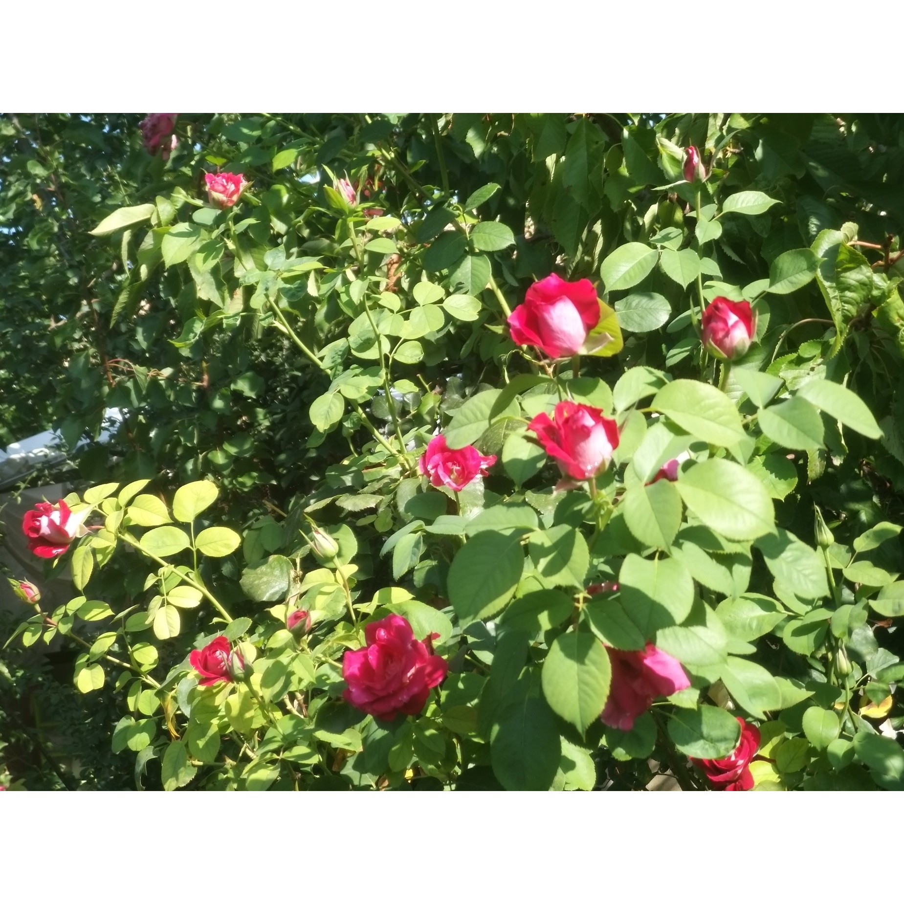'Monica Bellucci' (Meimonkeur) is a rose with large flowers - pink ...