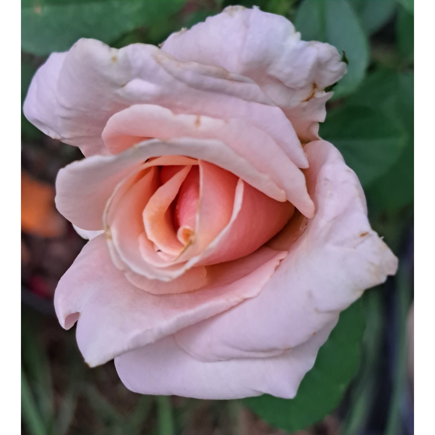 Rosa Paul Ricard - Rose bush bearing large, fragrant flowers in a pink ...