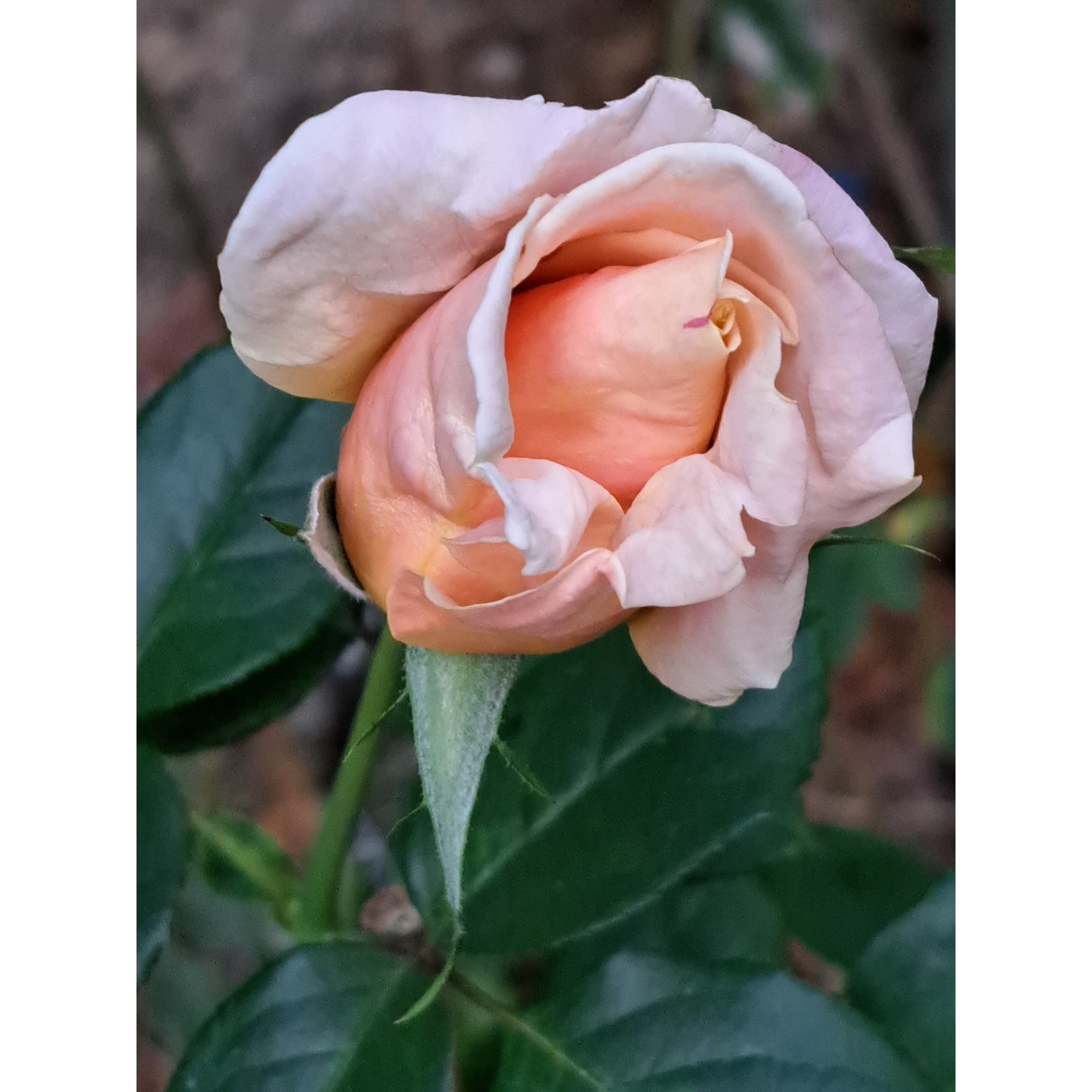 Rosa Paul Ricard - Rose bush bearing large, fragrant flowers in a pink ...
