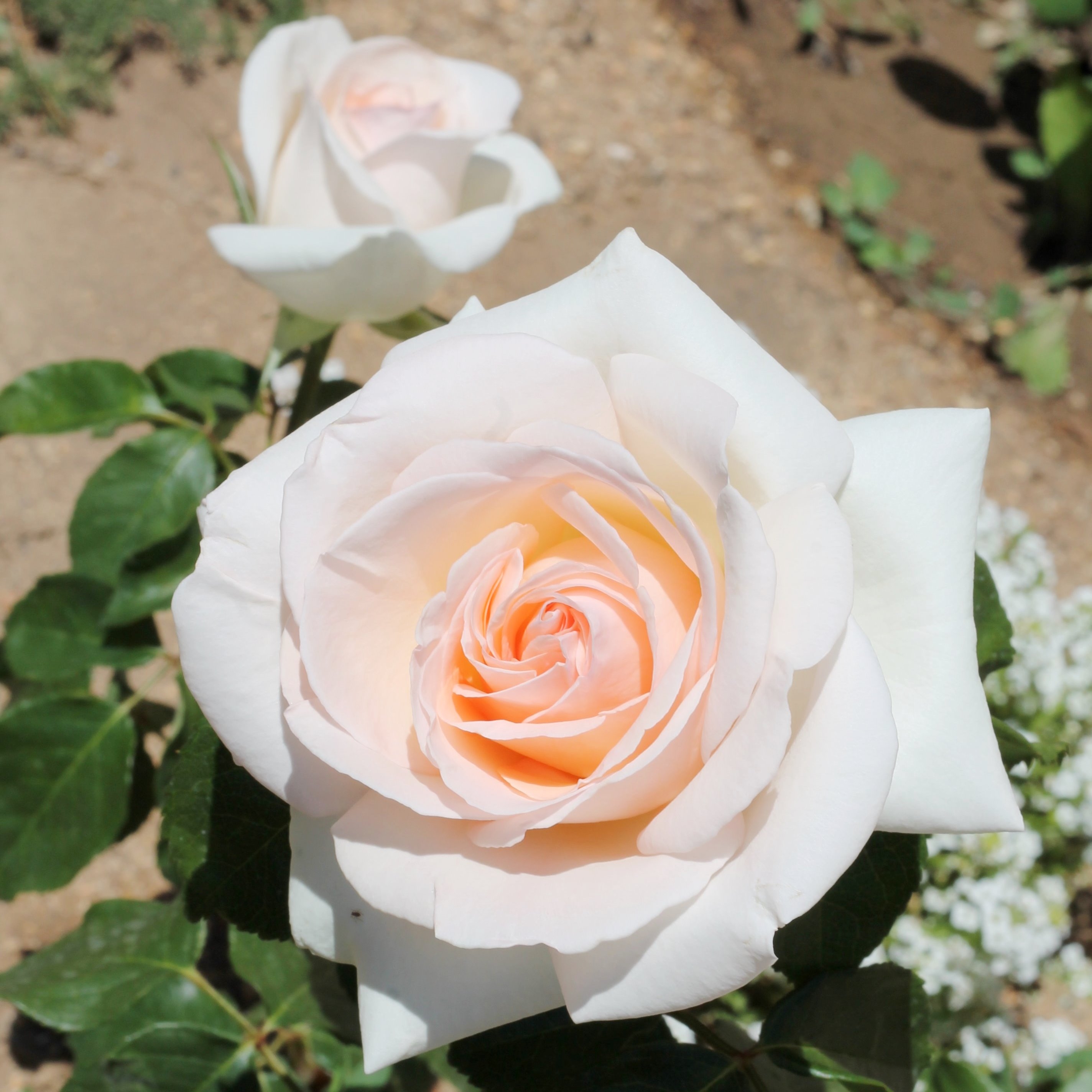Rosa Prince Jardinier - Large-flowered rose with highly fragrant pale ...