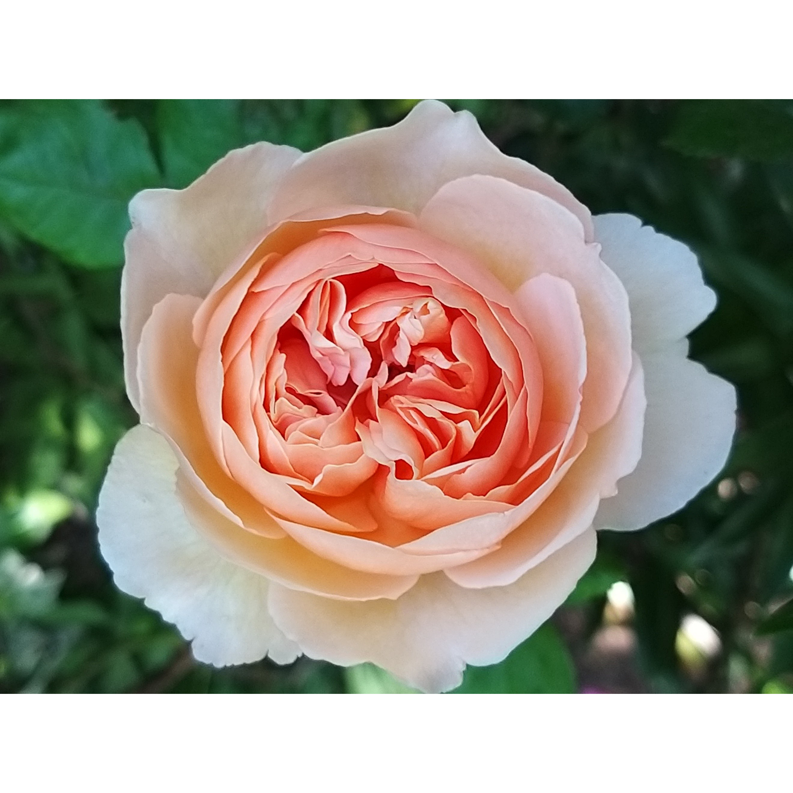 Rosa Princess Charlene de Monaco - Bush rose with large scented flowers ...