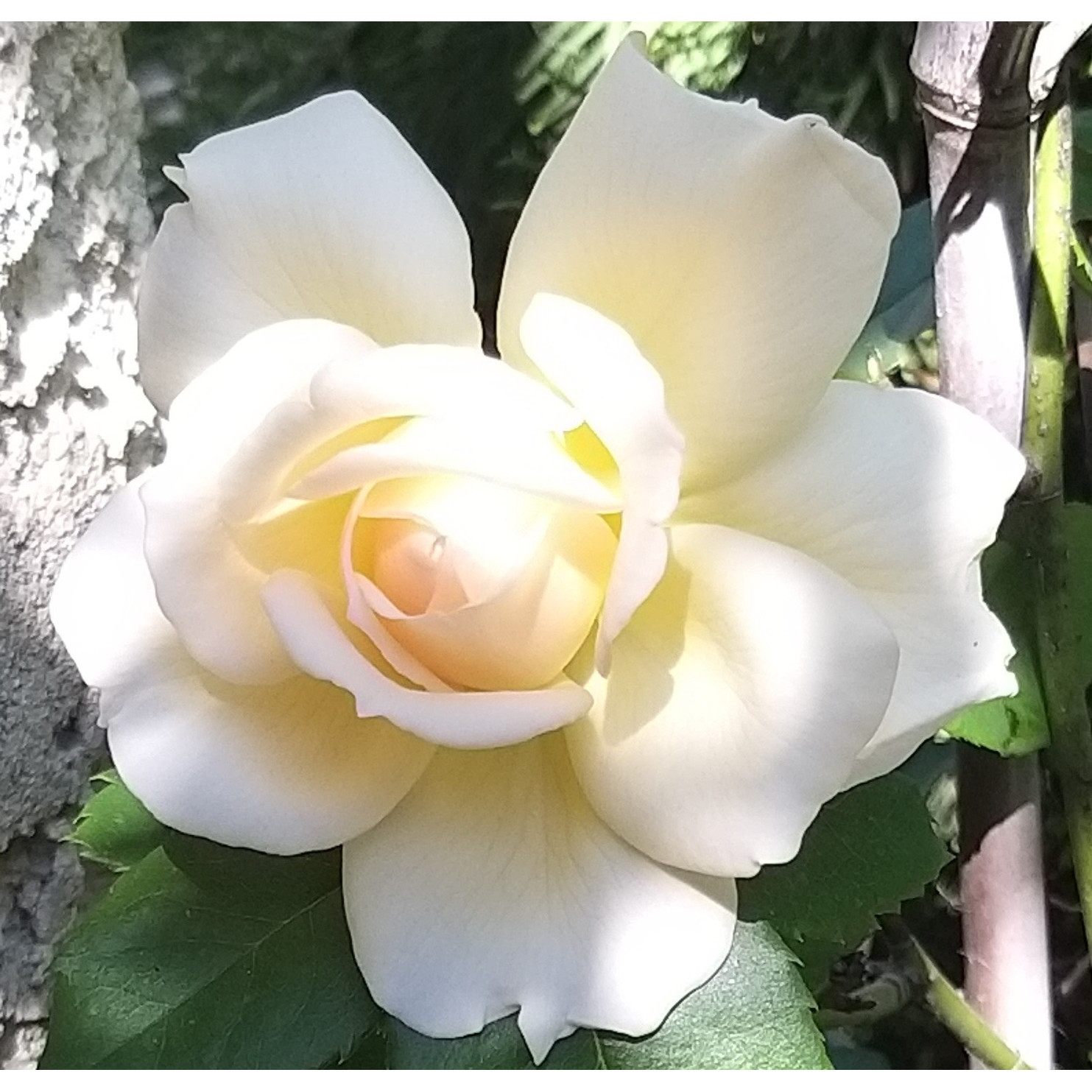 Rosa 'Sweet Love' - Harmisty - Hybrid Tea Rose with creamy white pearl ...