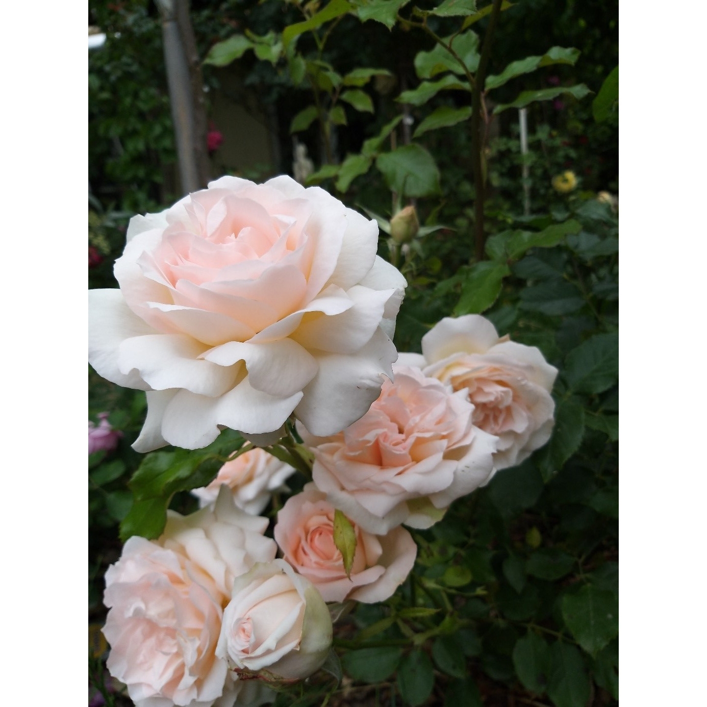 Rosa 'Sweet Love' - Harmisty - Hybrid Tea Rose with creamy white pearl ...