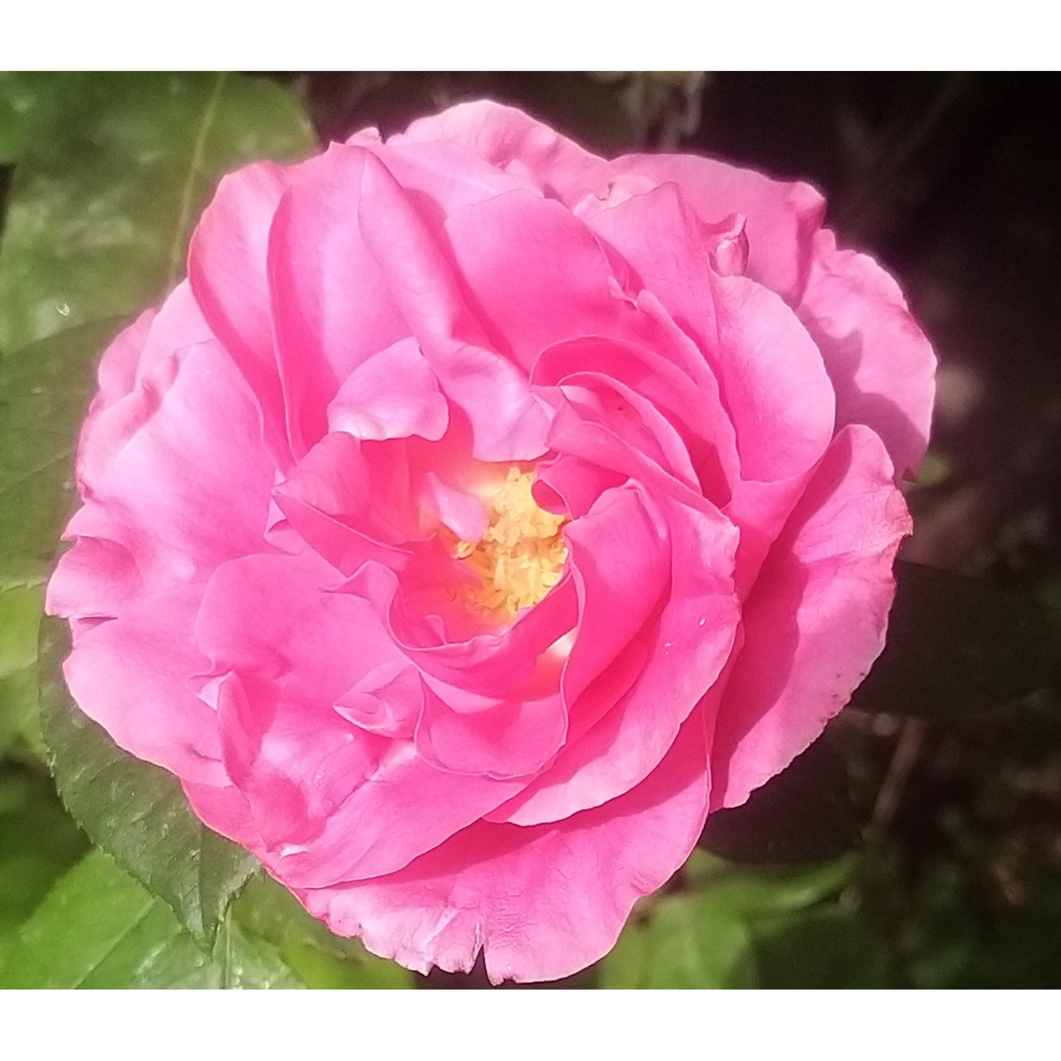 Rosa 'The McCartney Rose' - Meizeli - award-winning variety. Intensely ...