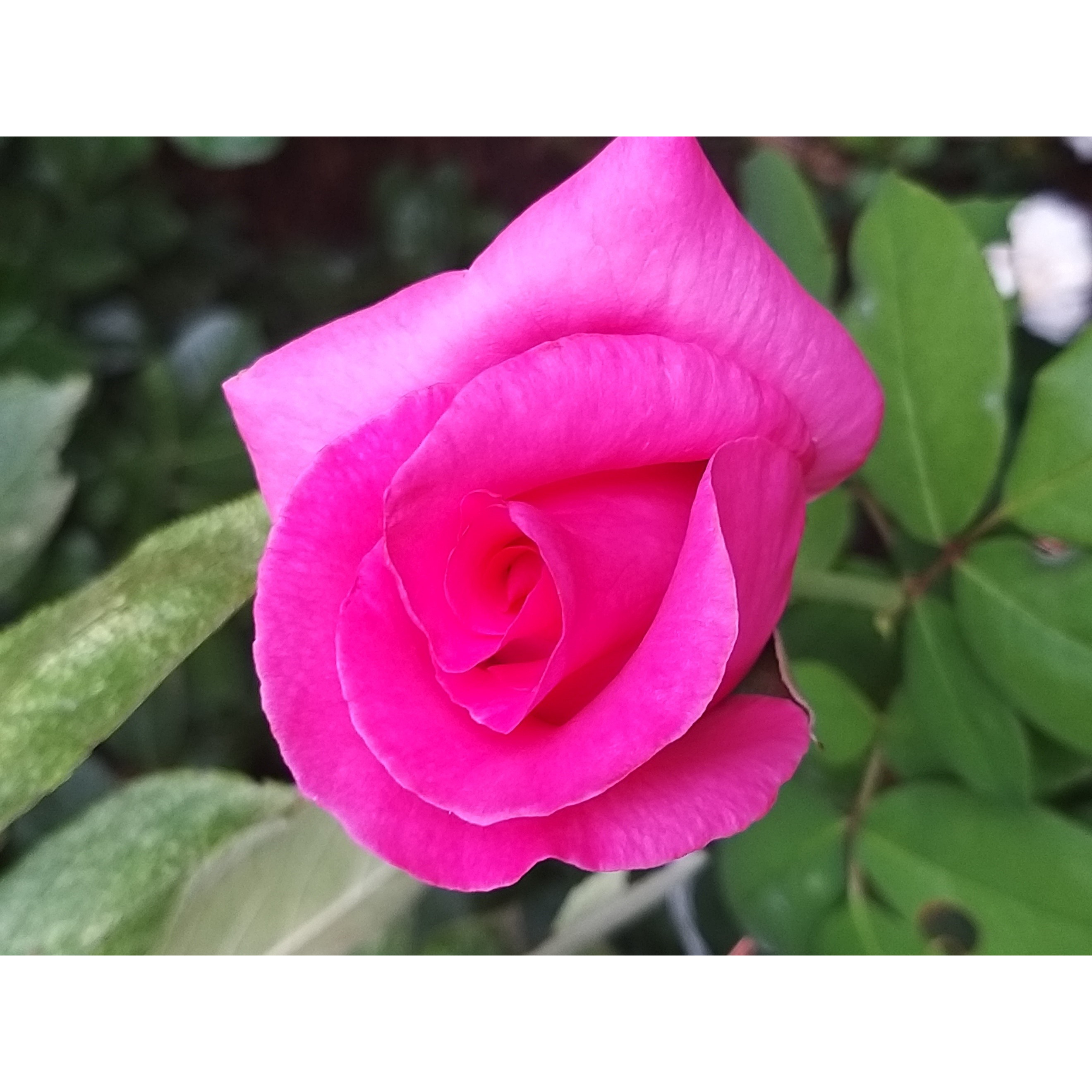 Rosa 'The McCartney Rose' - Meizeli - award-winning variety. Intensely ...