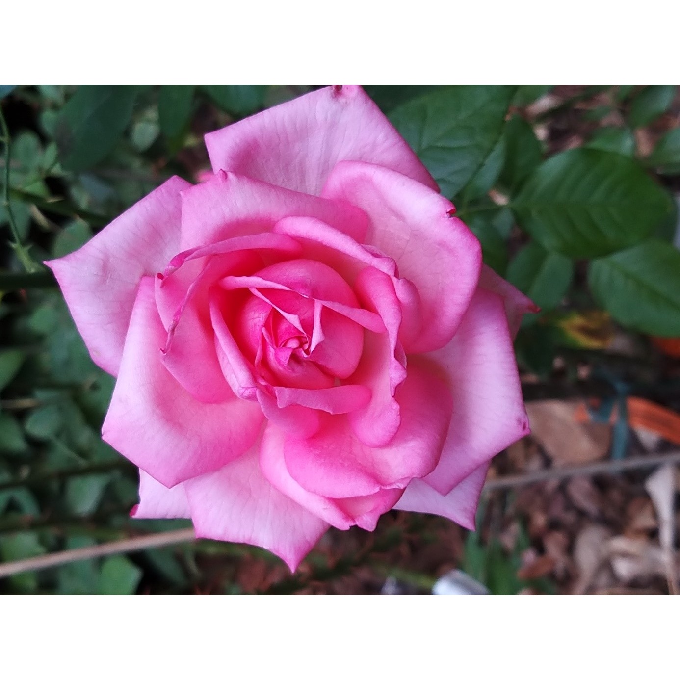 Rosa Wedding Bells - Resilient hybrid tea bush rose, with large noble ...
