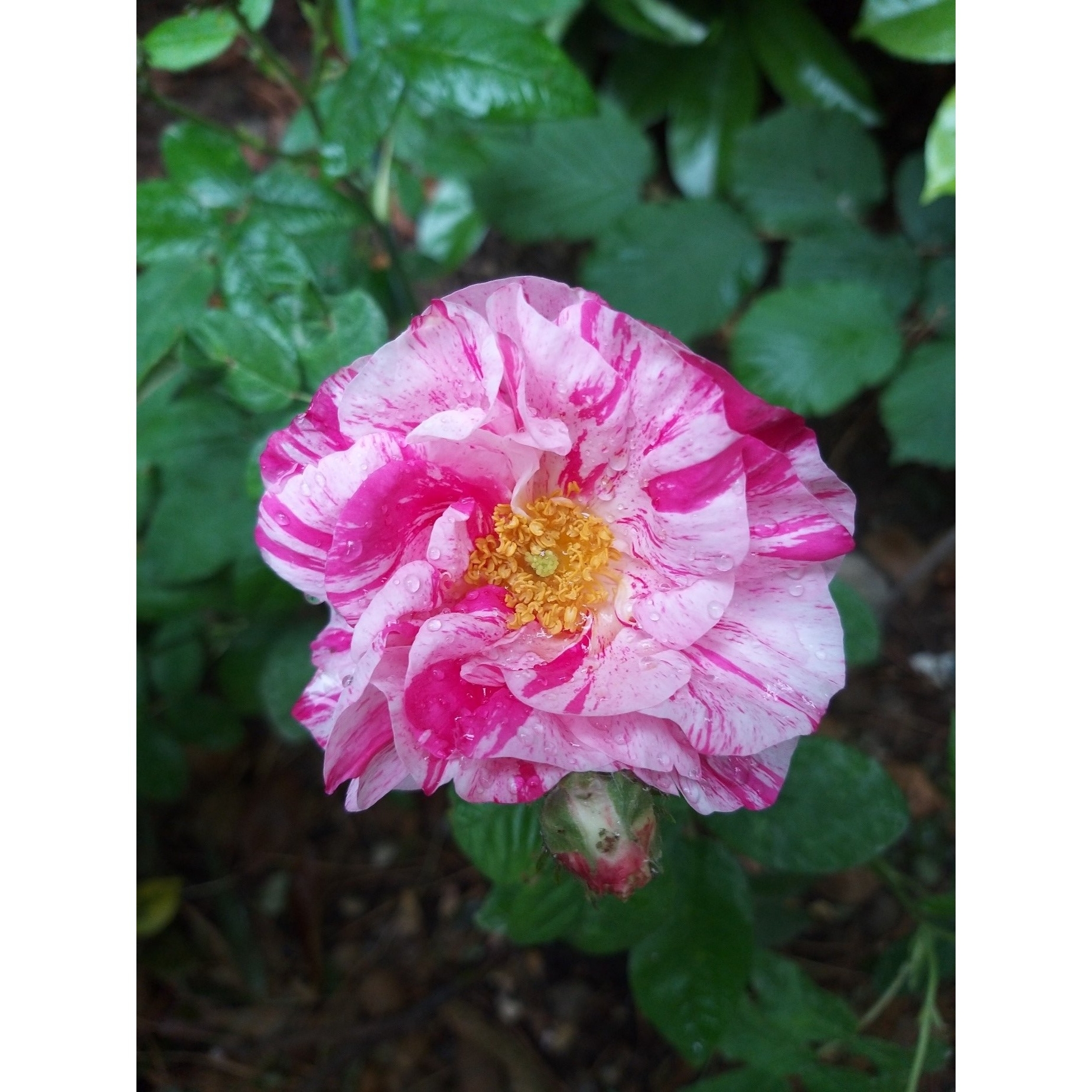 Rosa gallica 'Versicolor' - Rosa mundi - Old Gallic rose - Vigorous ...