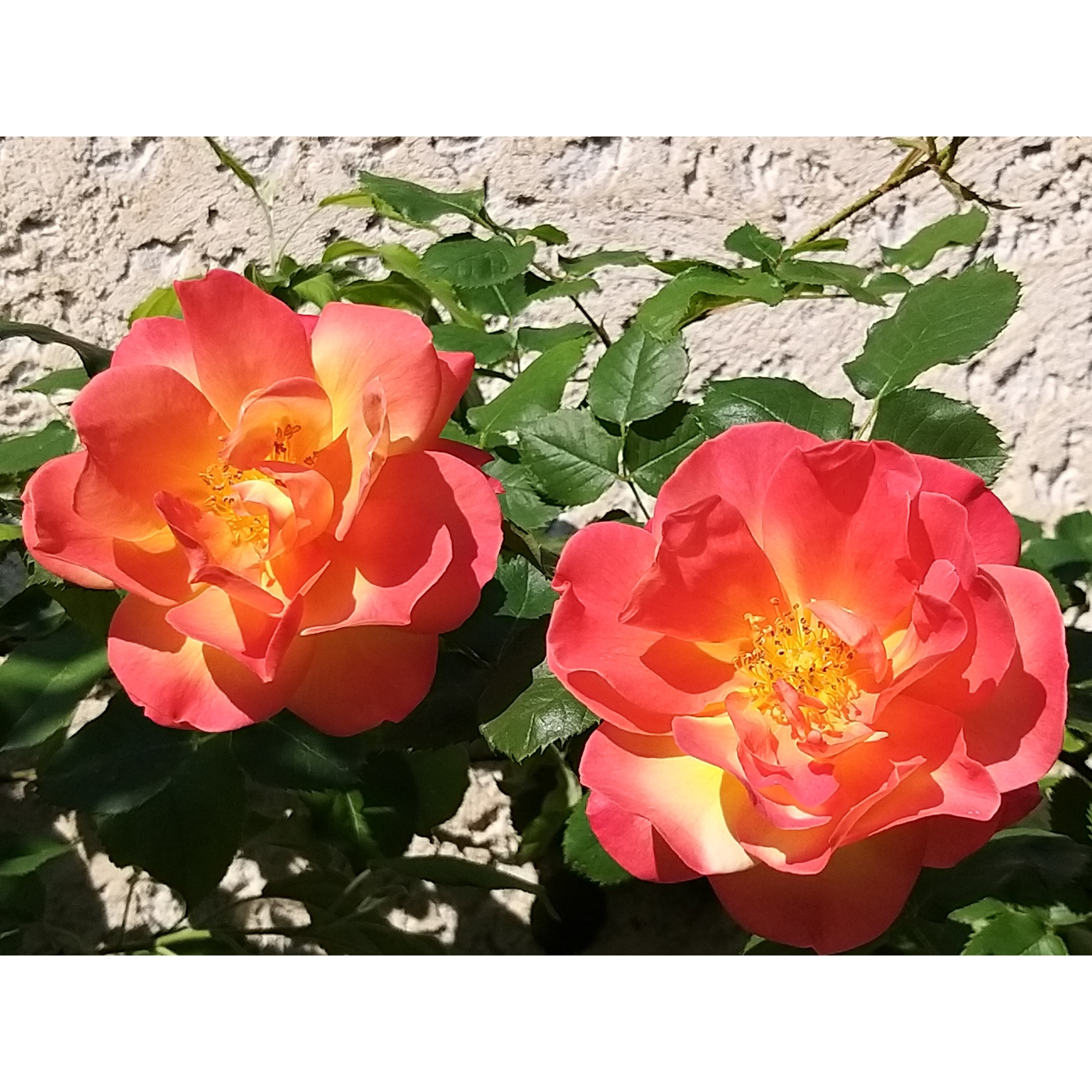 Joseph's Coat Rose - Beautiful bush with clusters of pink, red, orange ...