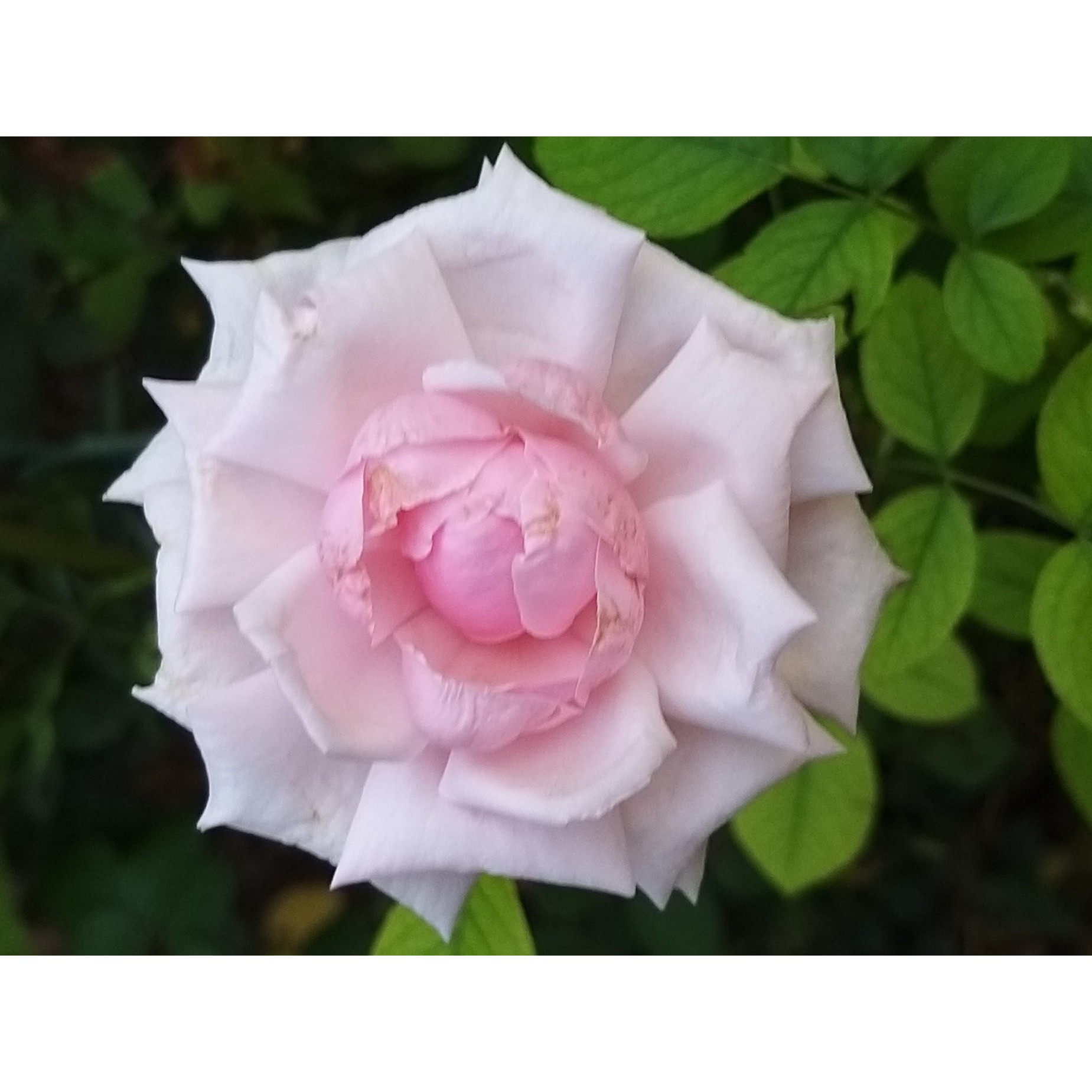 Rosa 'La France' - Hybrid Tea Rose