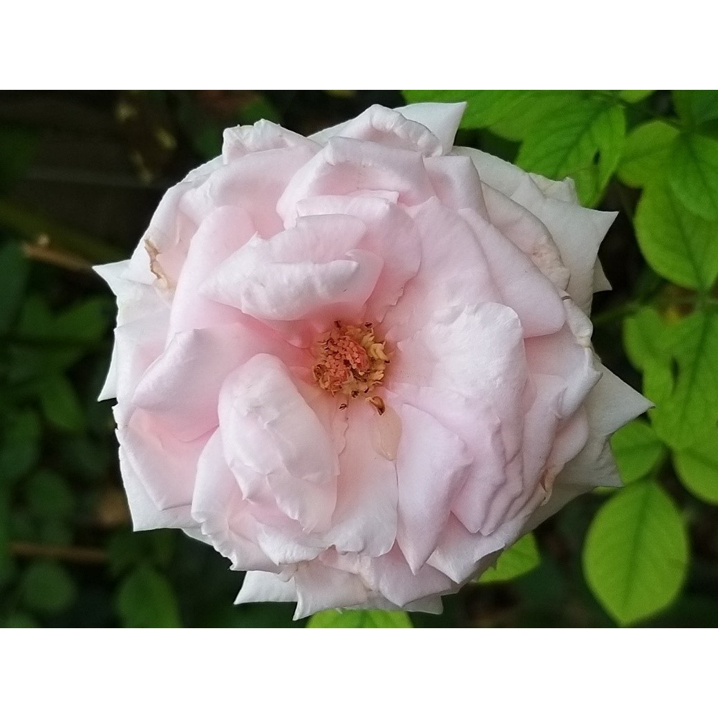 Rosa 'La France' - Hybrid Tea Rose