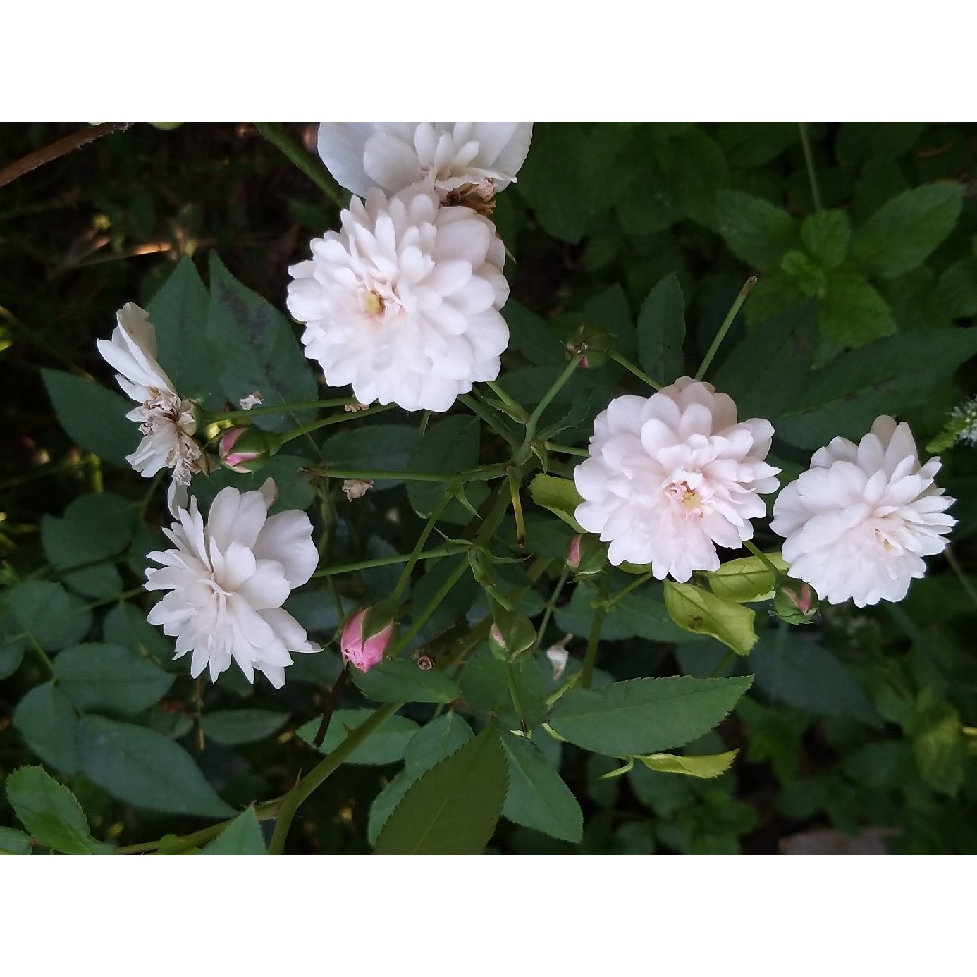 Rosa Little White Pet - Repeat flowering old rose, with small white ...