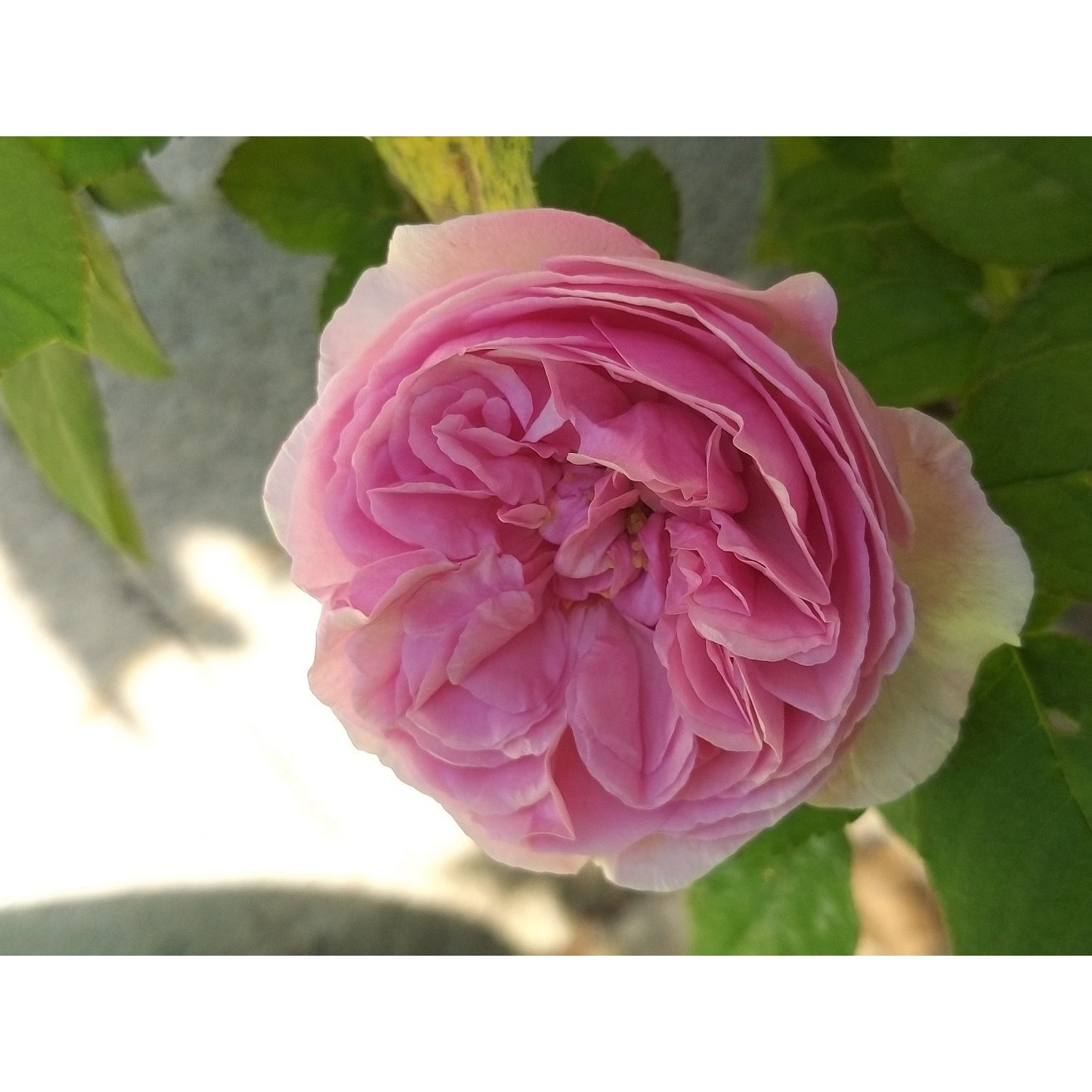 Rosa 'Madame Ernest Calvat' - Bourbon Rose - Fragrant Old Rose.