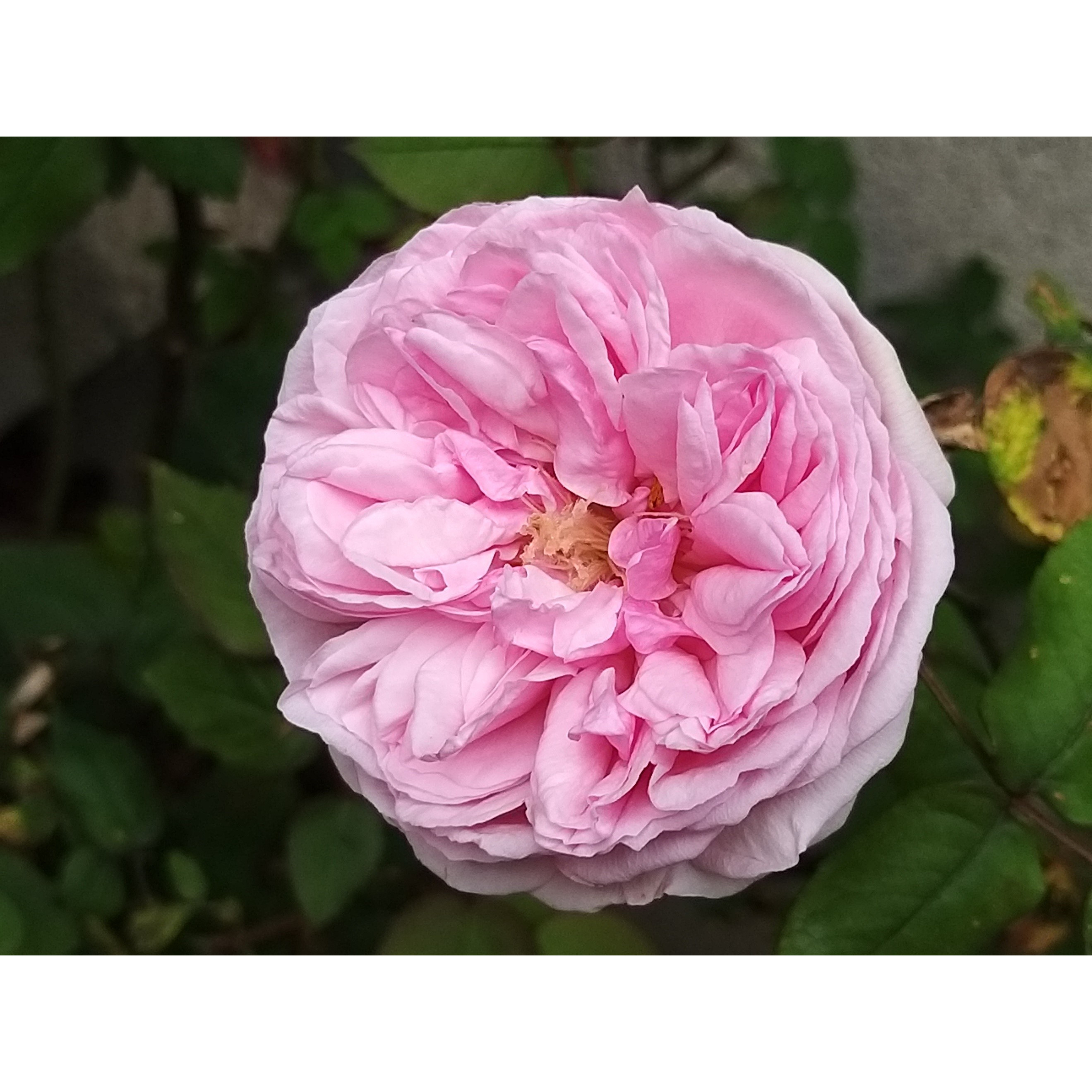 Rosa 'Madame Ernest Calvat' - Bourbon Rose - Fragrant Old Rose.