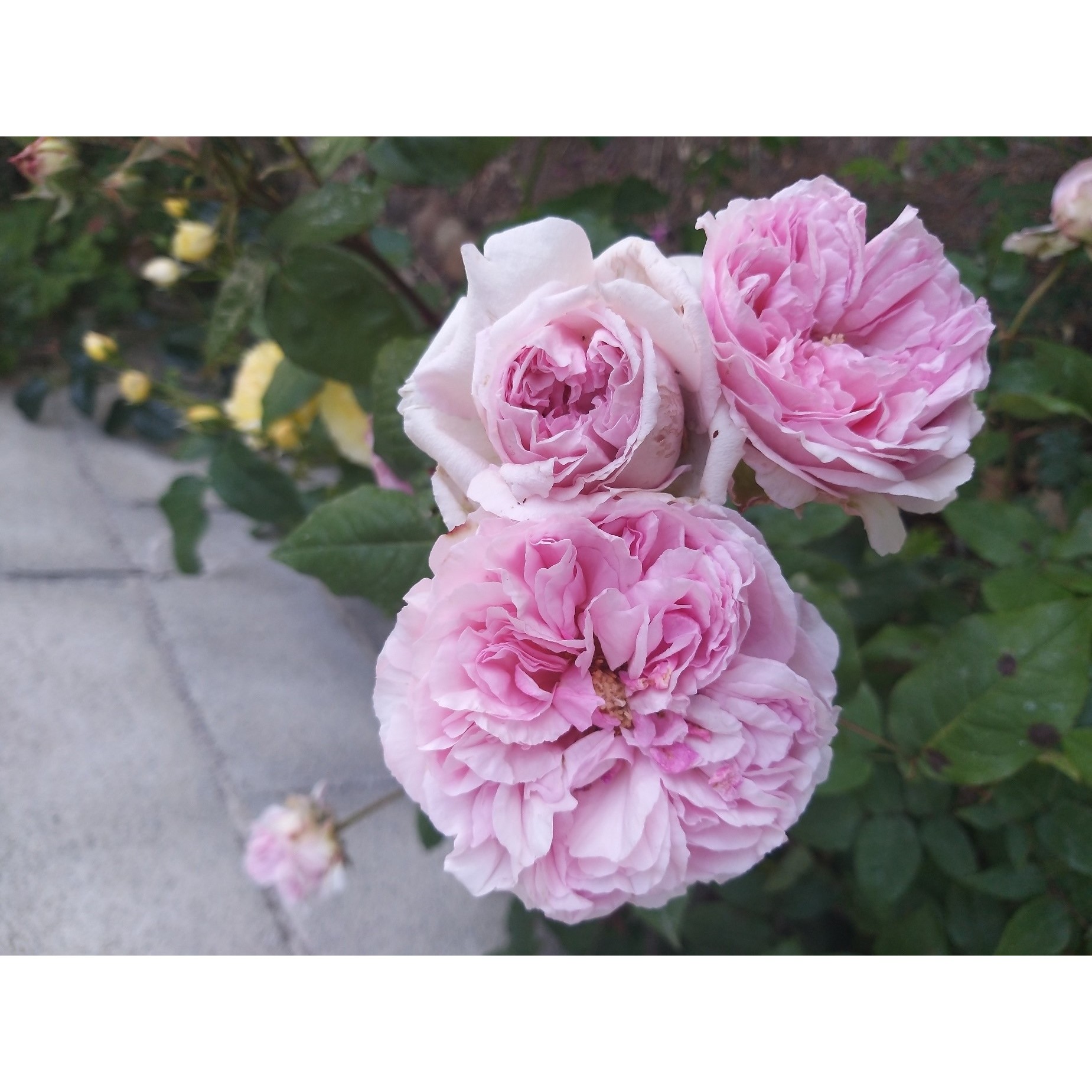 Rosa 'Madame Ernest Calvat' - Bourbon Rose - Fragrant Old Rose.