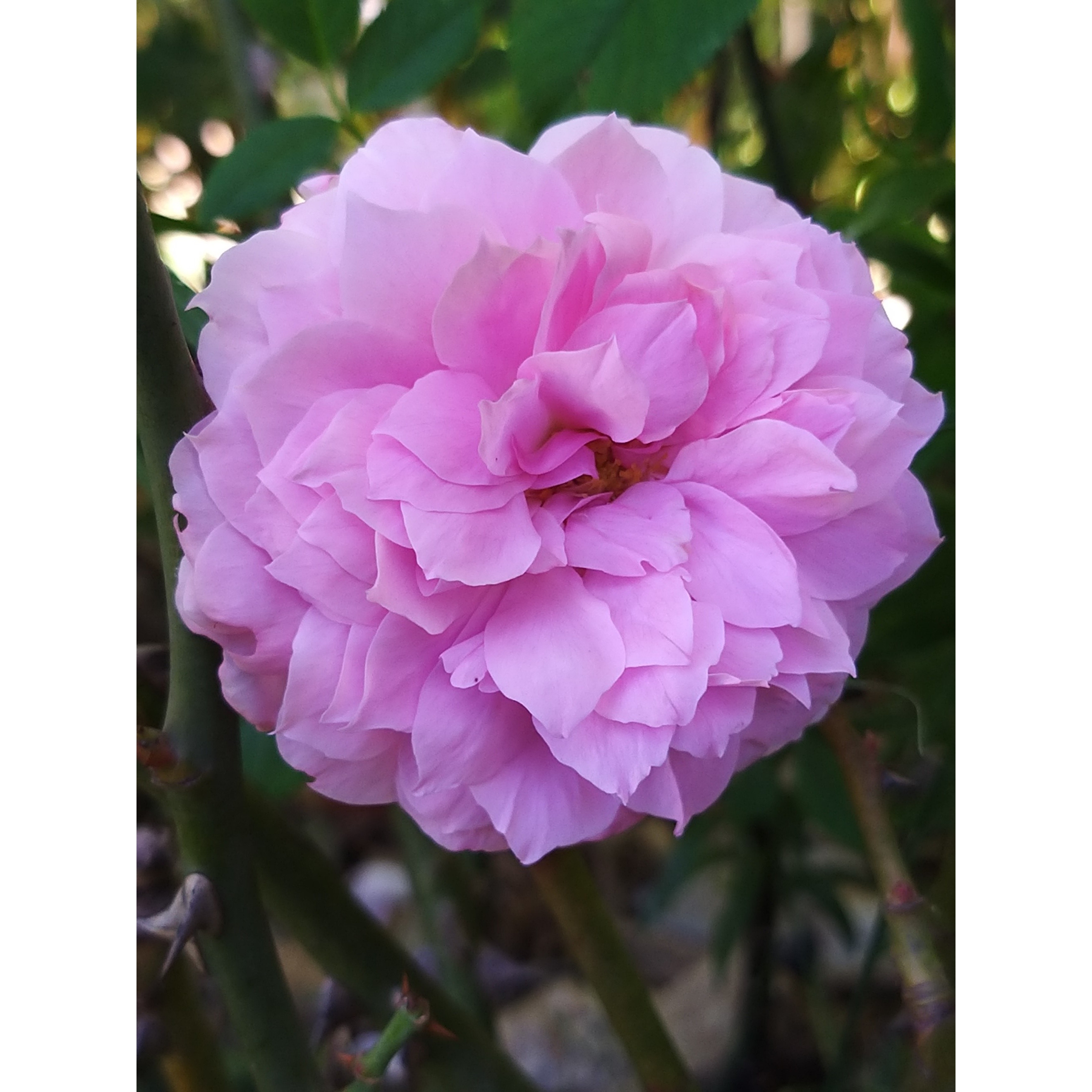 Rosa The Mayflower - David Austin English shrub rose with pink flowers.