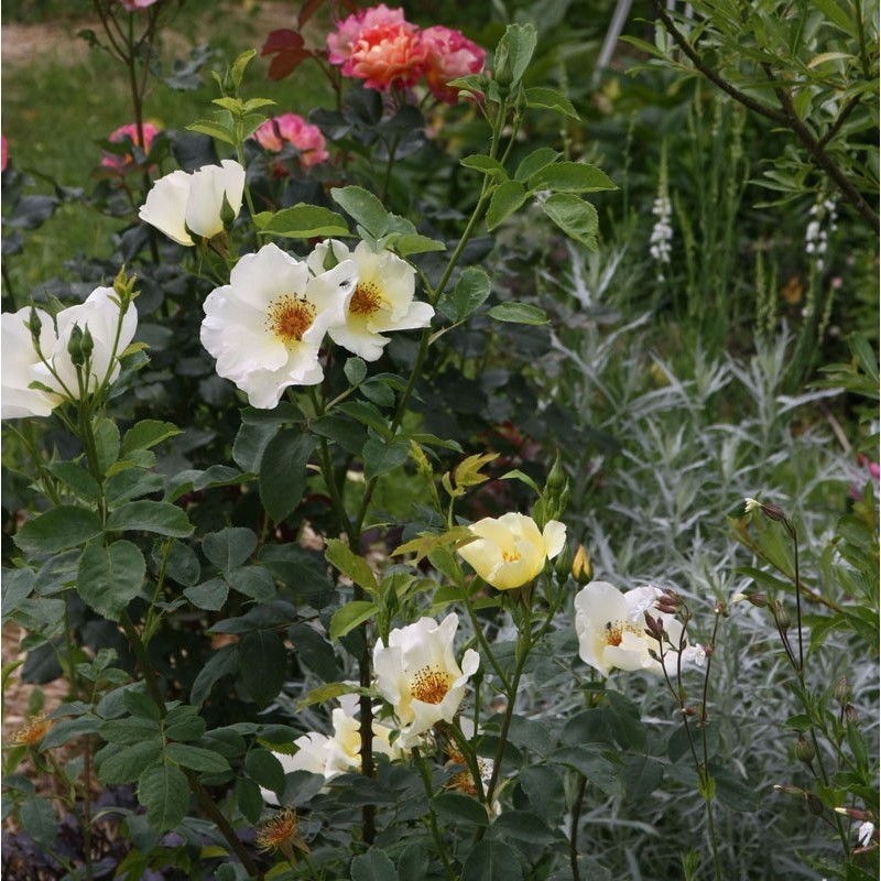 Shrub rose 'Golden Wings' - Rosa 'Golden Wings' - Beautiful single ...