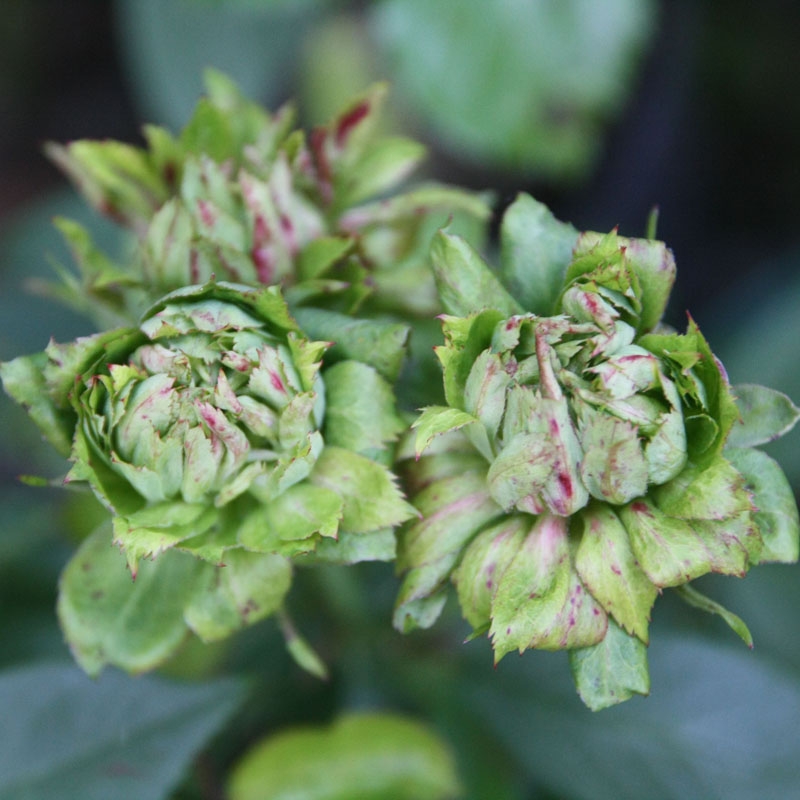 Rosa chinensis 'Viridiflora' - Green Rose - an original rose with green ...