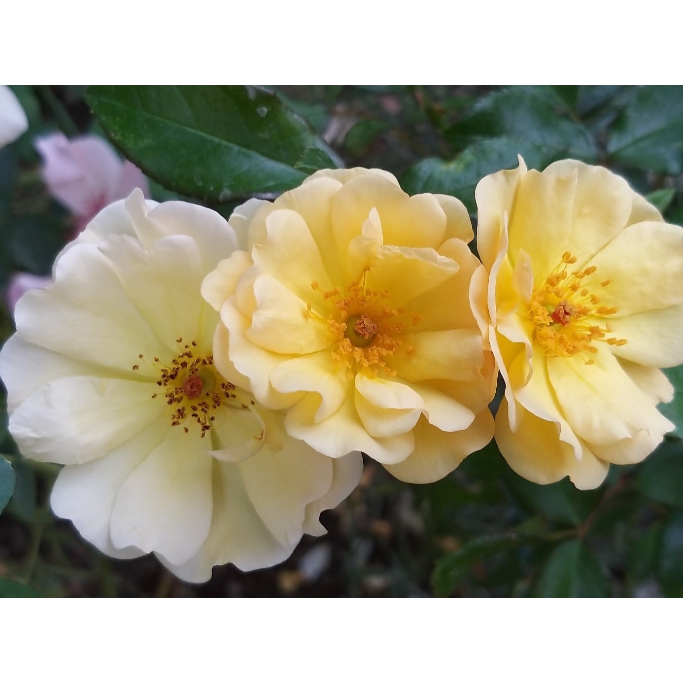 Rosa 'Amber Sun', a Kordes creation, is a ground cover rose variety ...