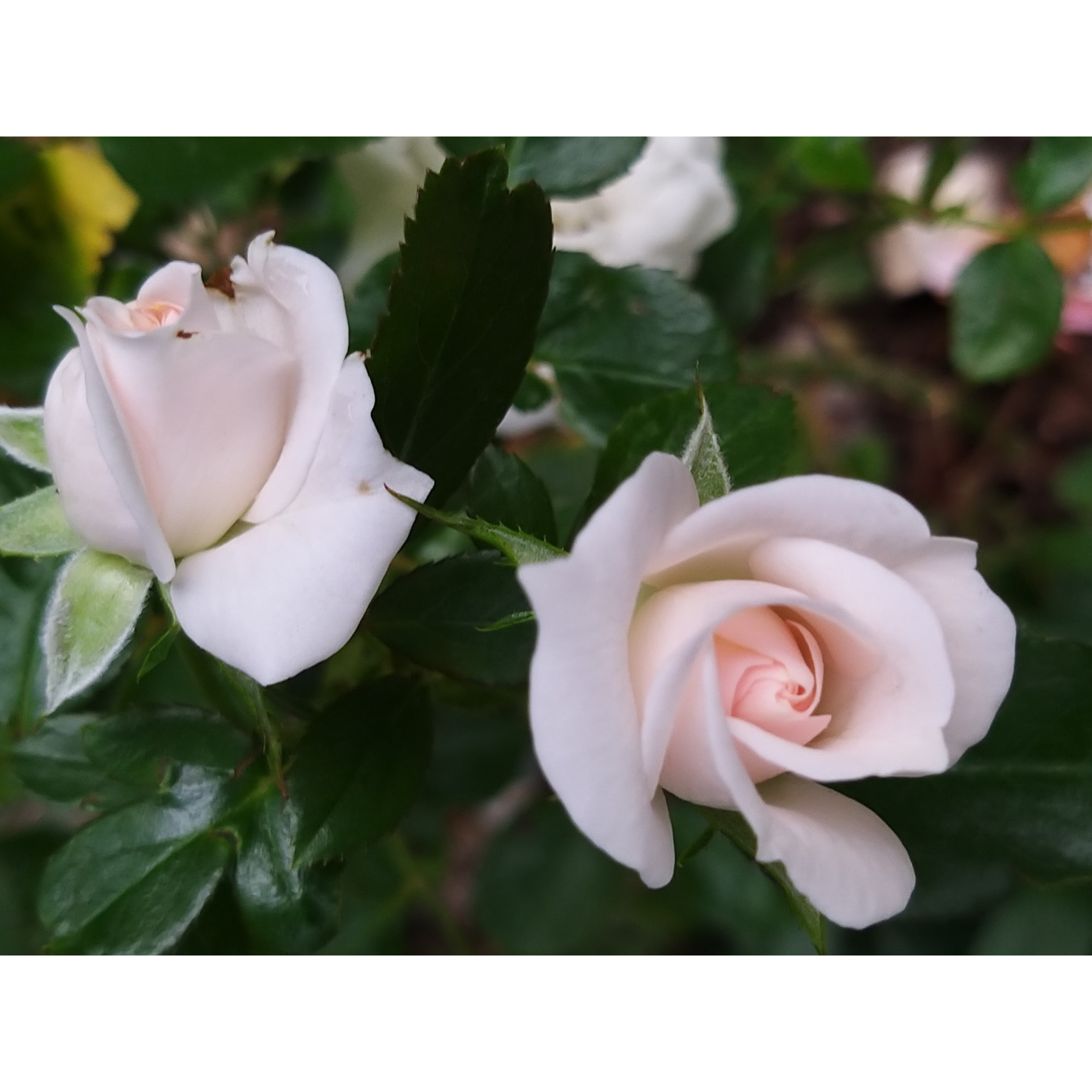 Rosa Aspirin Rose - A continuous flowering Floribunda Rose with white ...