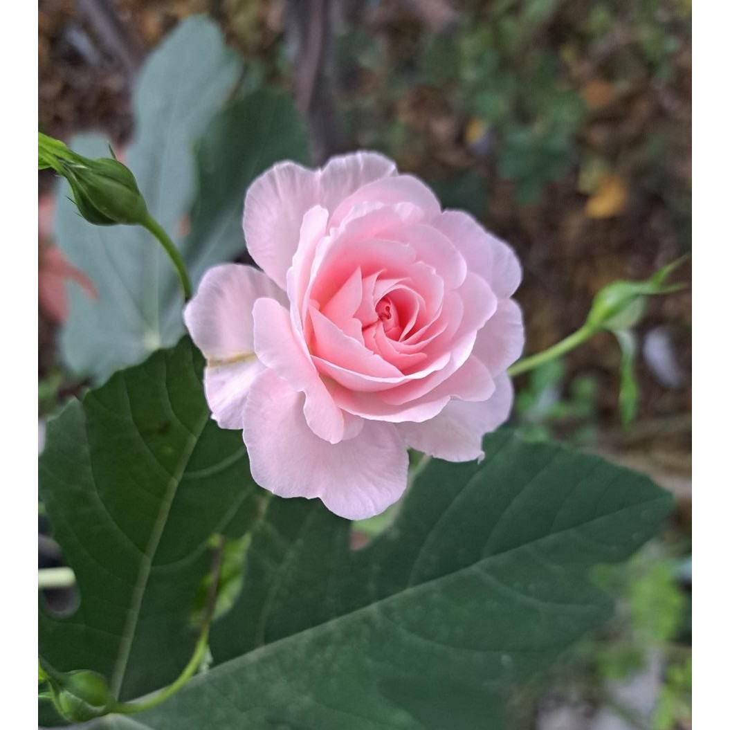 Dwarf rose - Rosa The Faun, Poulsen Breeding