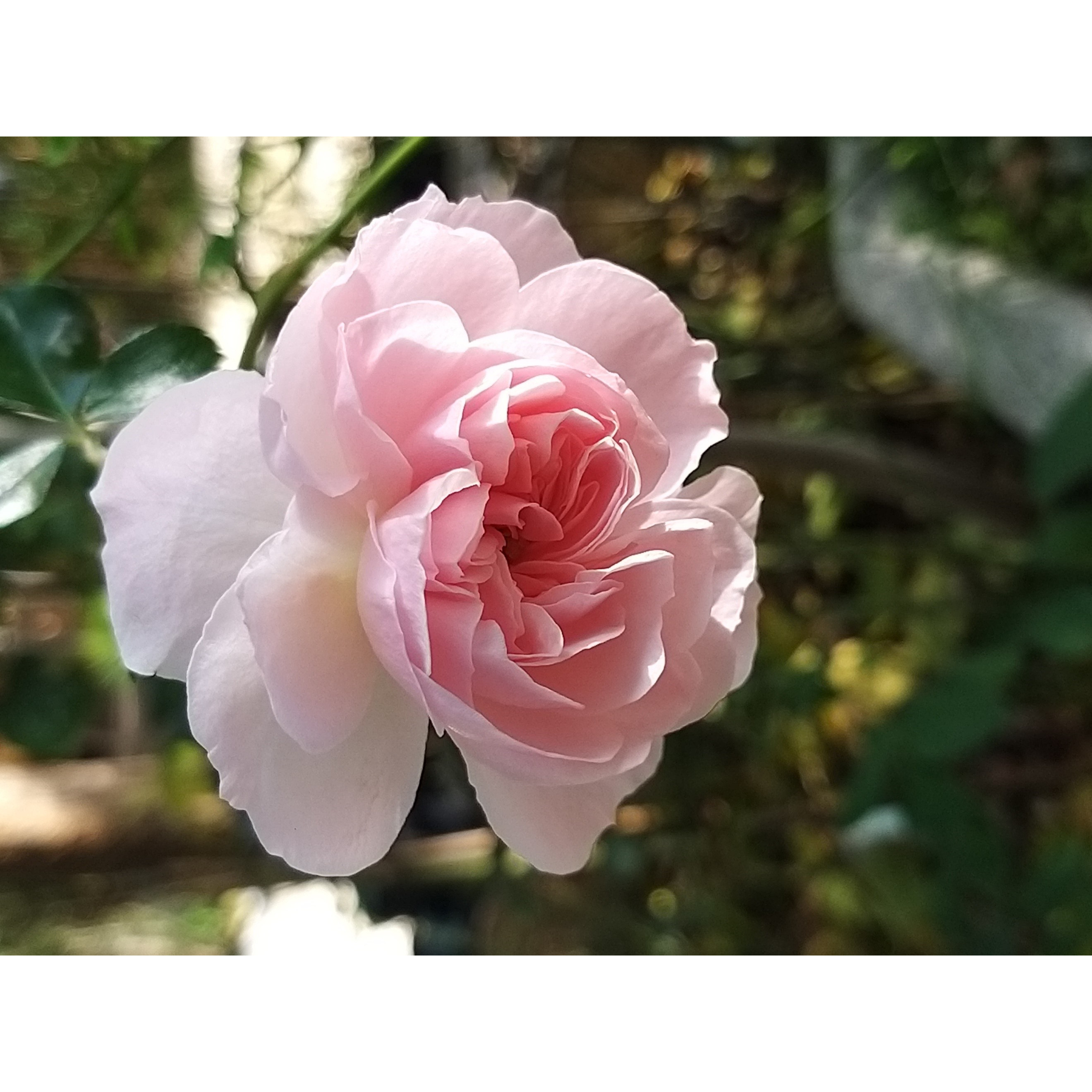 Dwarf rose - Rosa The Faun, Poulsen Breeding