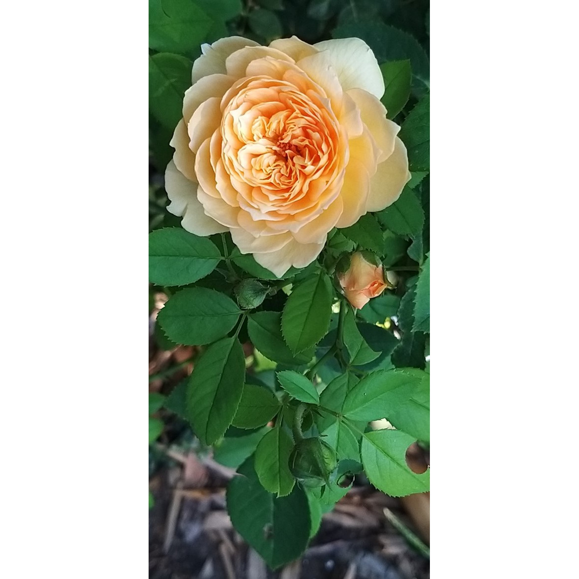David Austin 'Bathsheba' rose - Auschimbley - New climbing rose, with ...