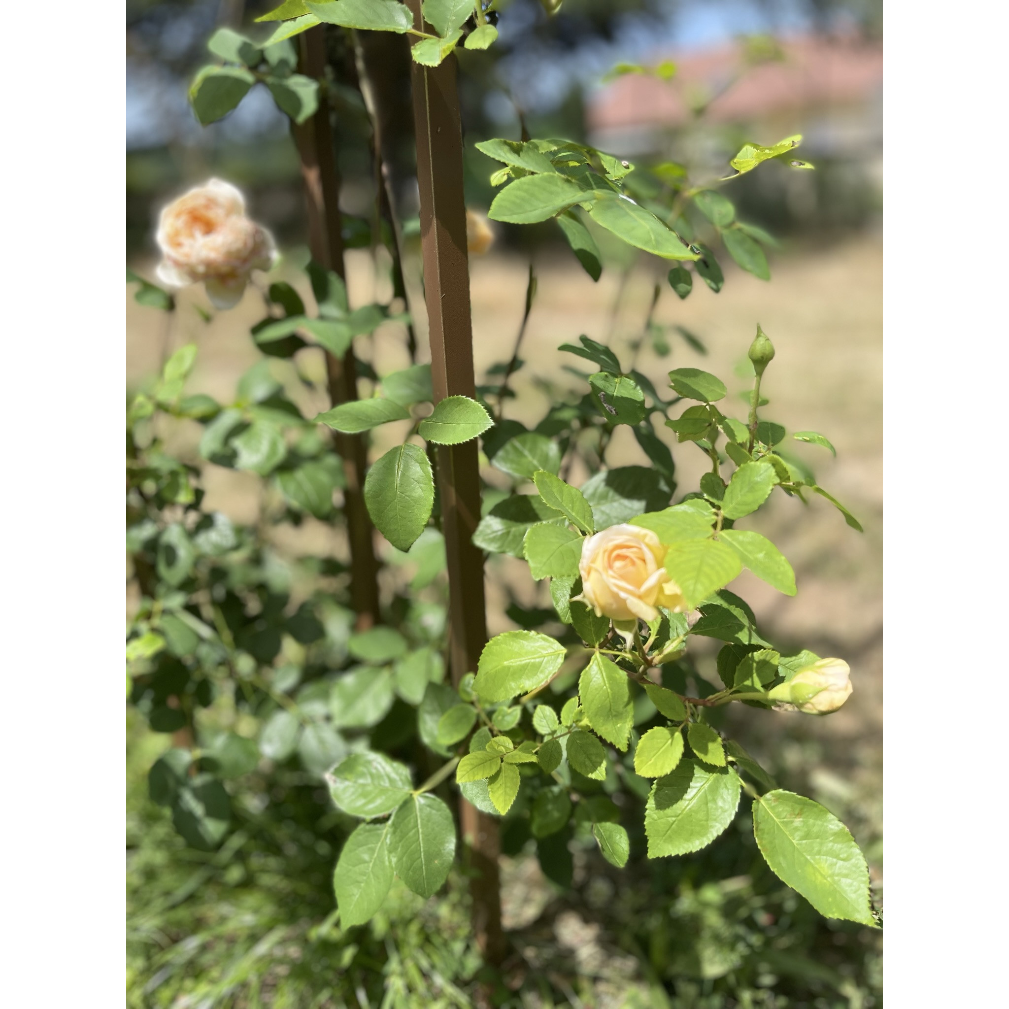 David Austin 'Bathsheba' rose - Auschimbley - New climbing rose, with ...
