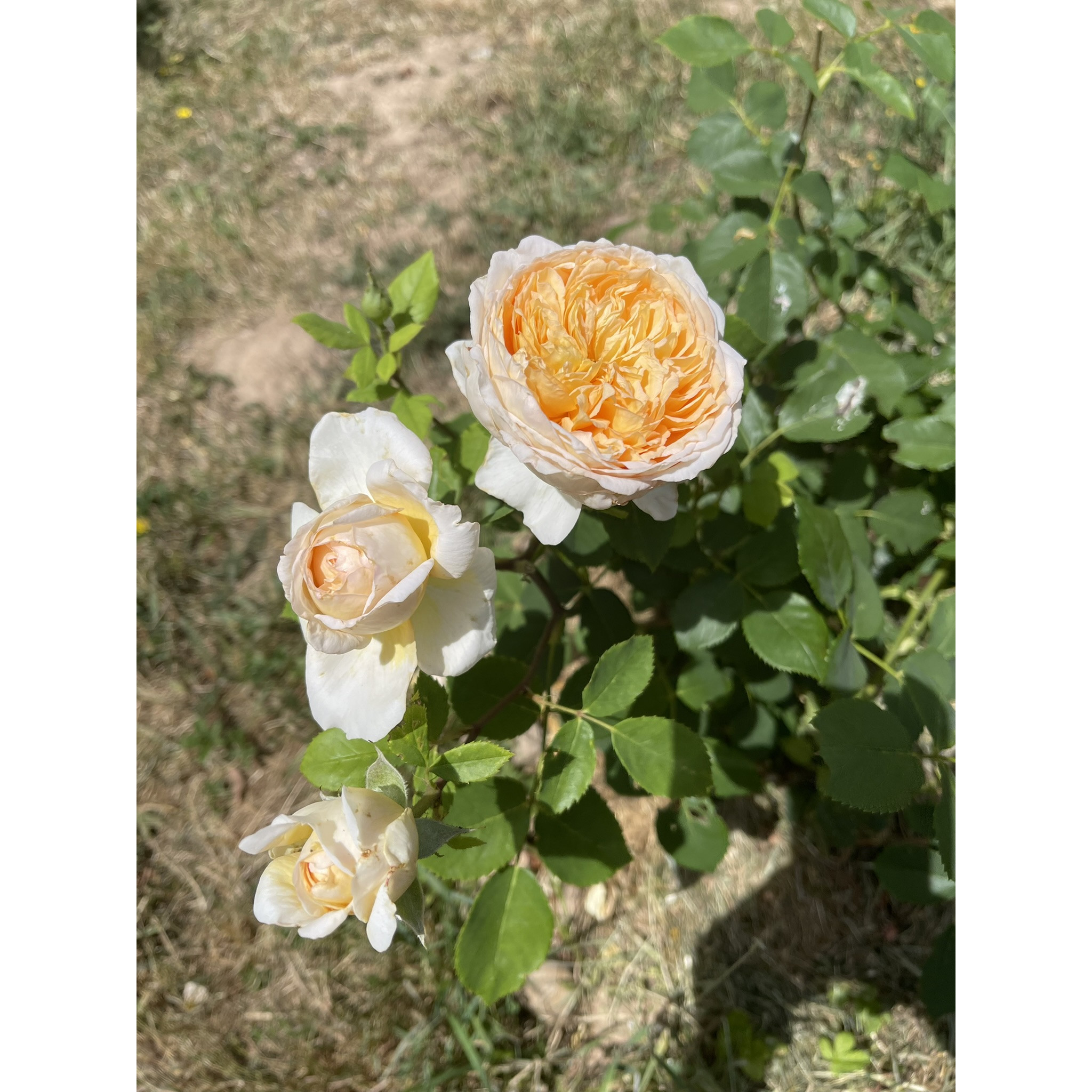 David Austin 'Bathsheba' rose - Auschimbley - New climbing rose, with ...