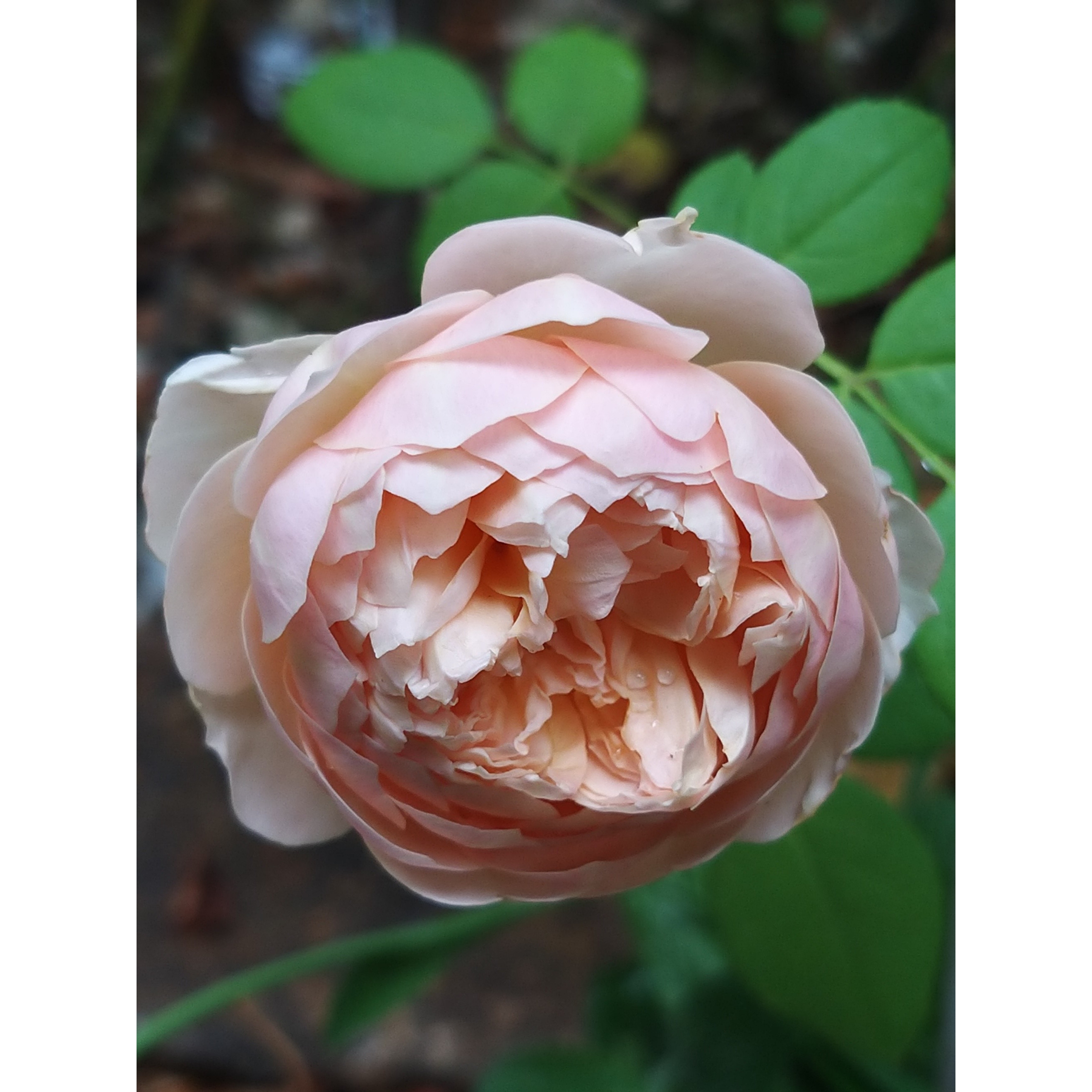 Rosa Charles Darwin - Auspeet - English Shrub Rose David Austin - Very ...