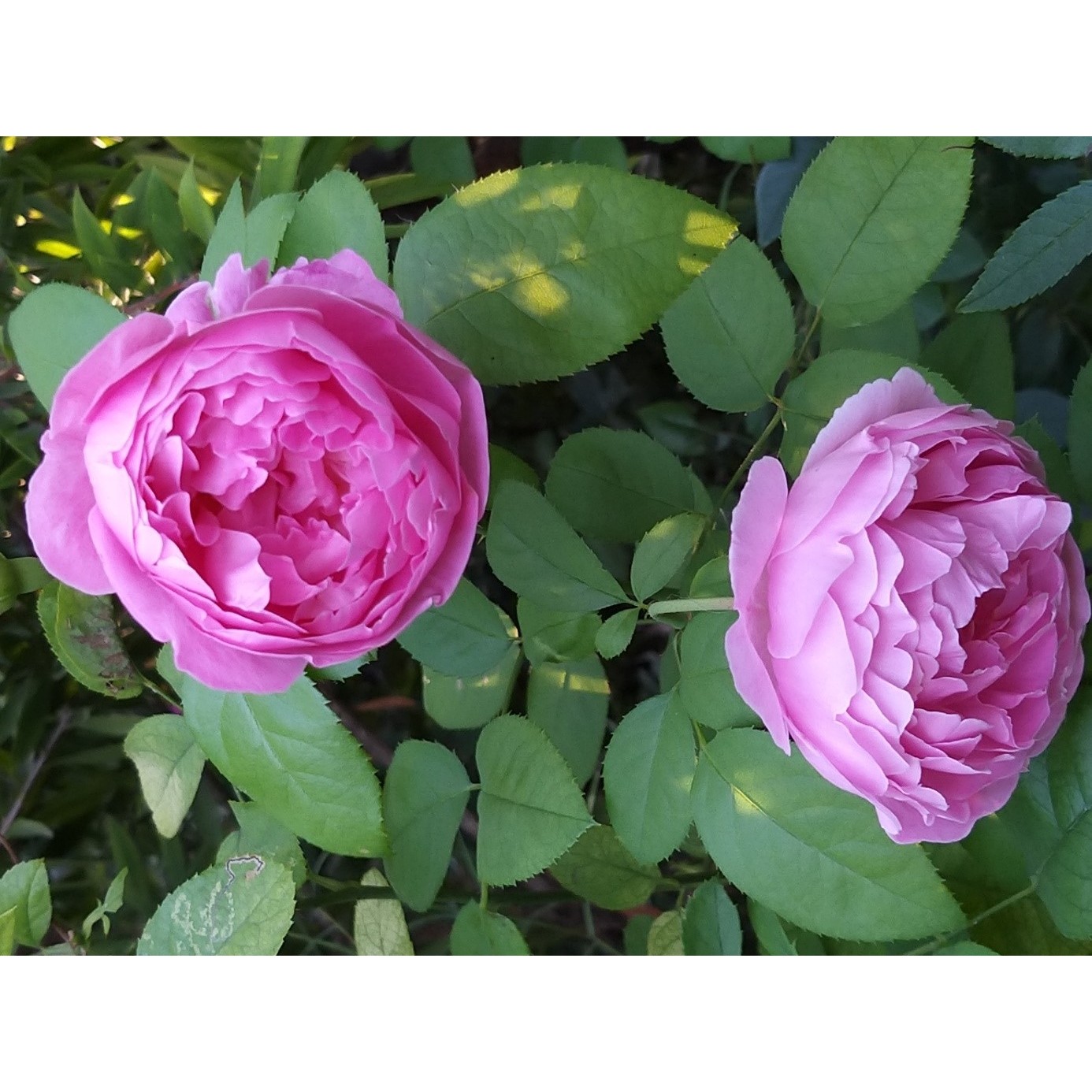 Rosa Mary Rose Ausmary - English rose by David Austin with pure pink ...