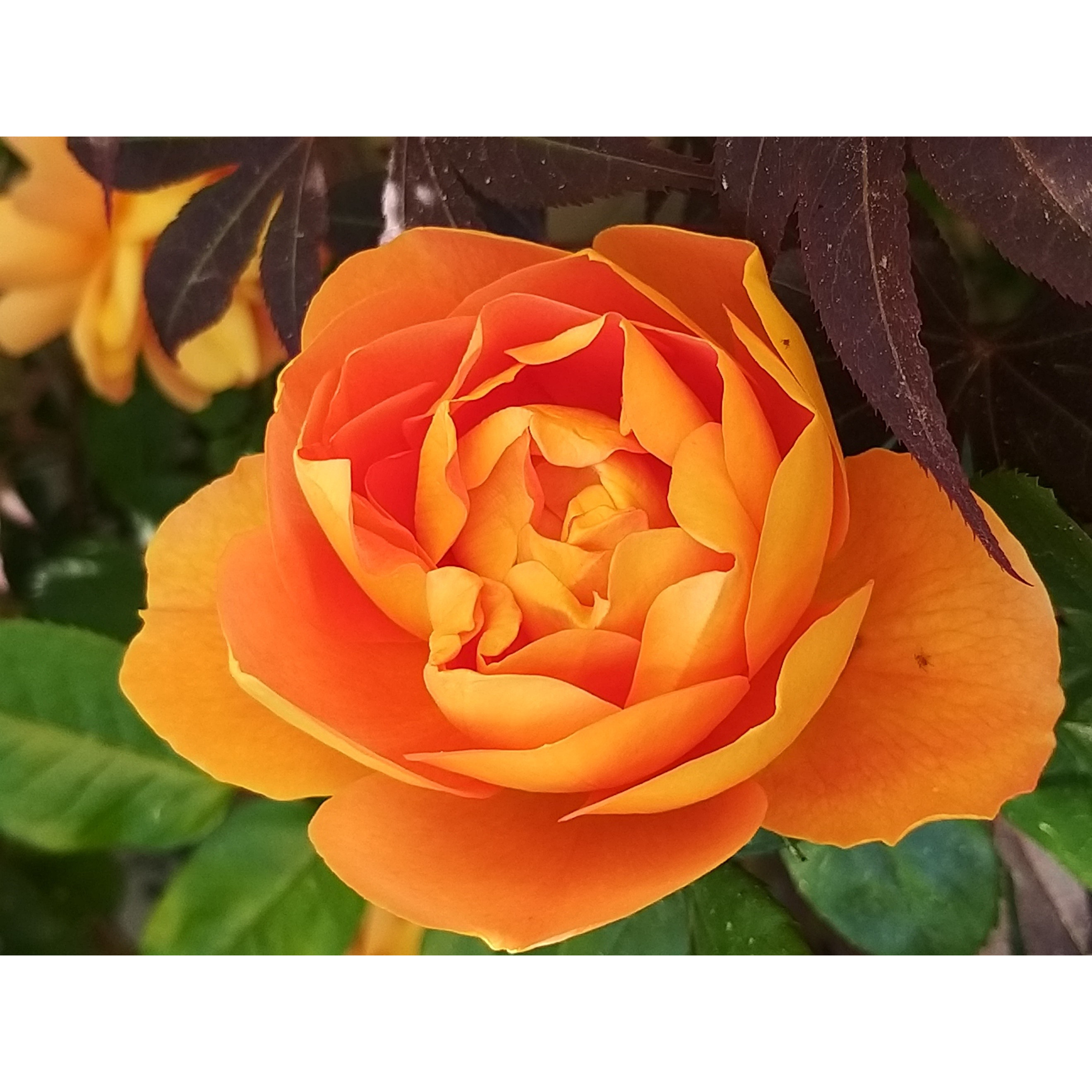 Rosa Pat Austin - English Shrub Rose by David Austin with soft, double ...