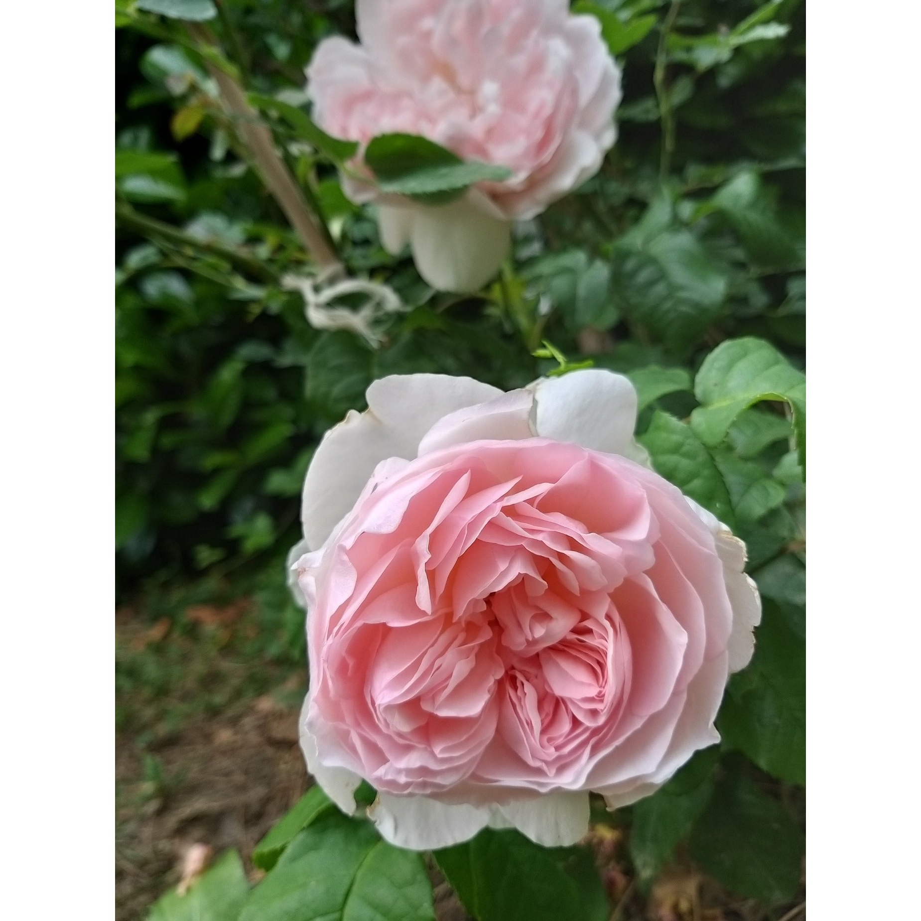 English rose, David Austin, 'Sharifa Asma', pale pink, highly fragrant ...