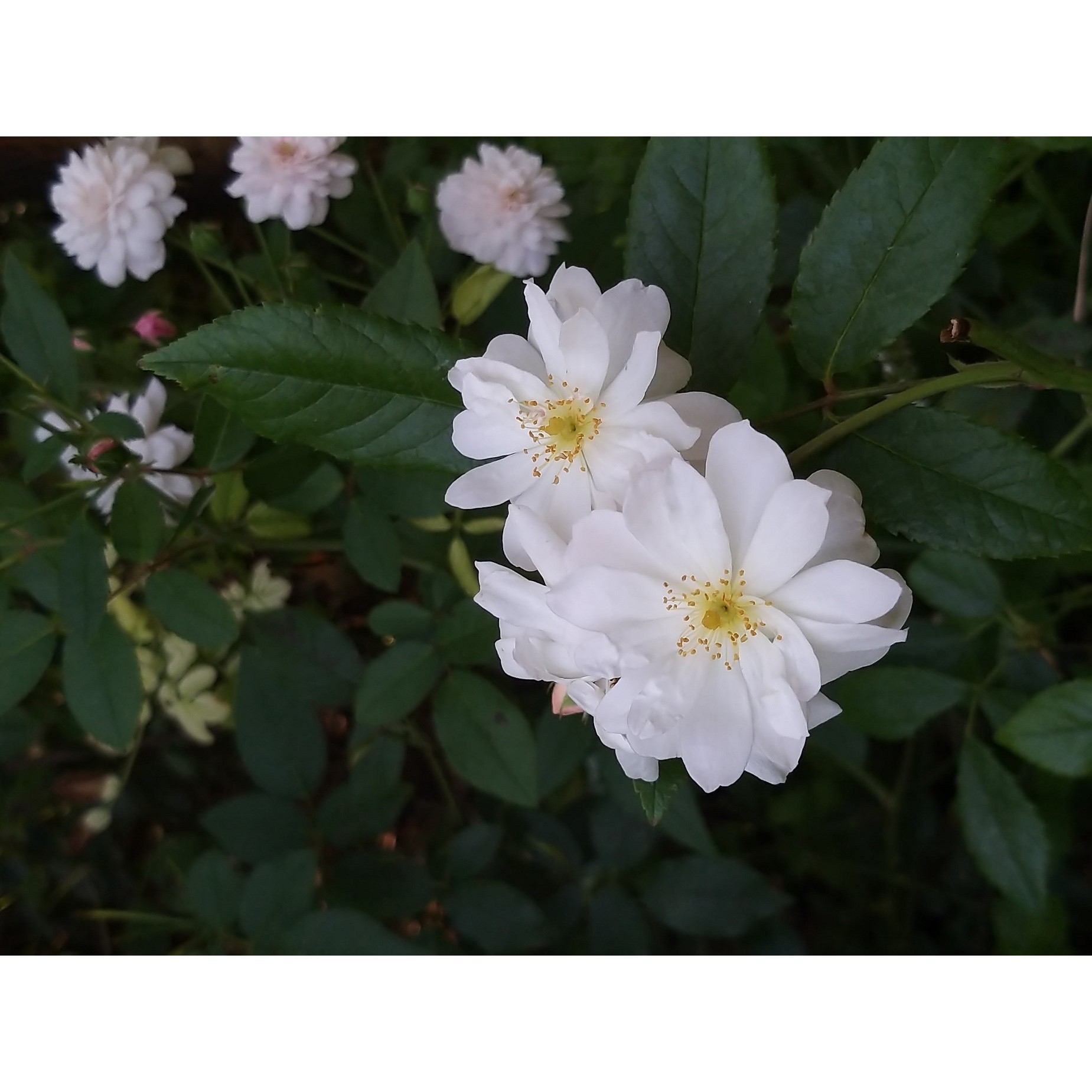 Rosa Snow Goose - A David Austin small perpetual climbing rose, covered ...