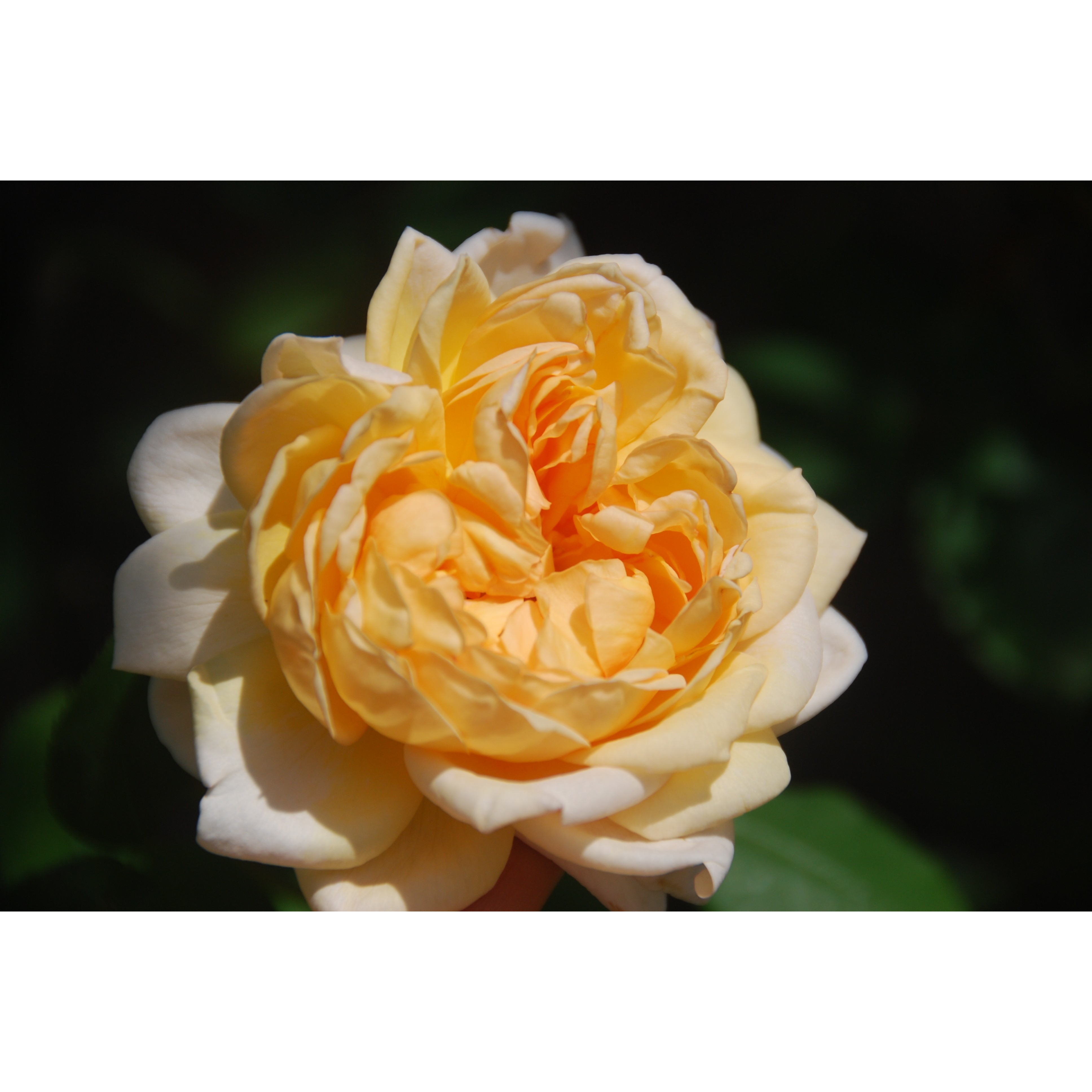 Rosa David Austin 'The Lady Gardener' - Ausbrass - English rose in ...