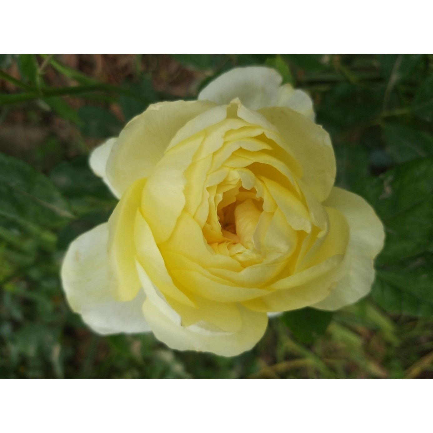 Rosa Vanessa Bell - English Shrub Rose by David Austin with pale yellow ...