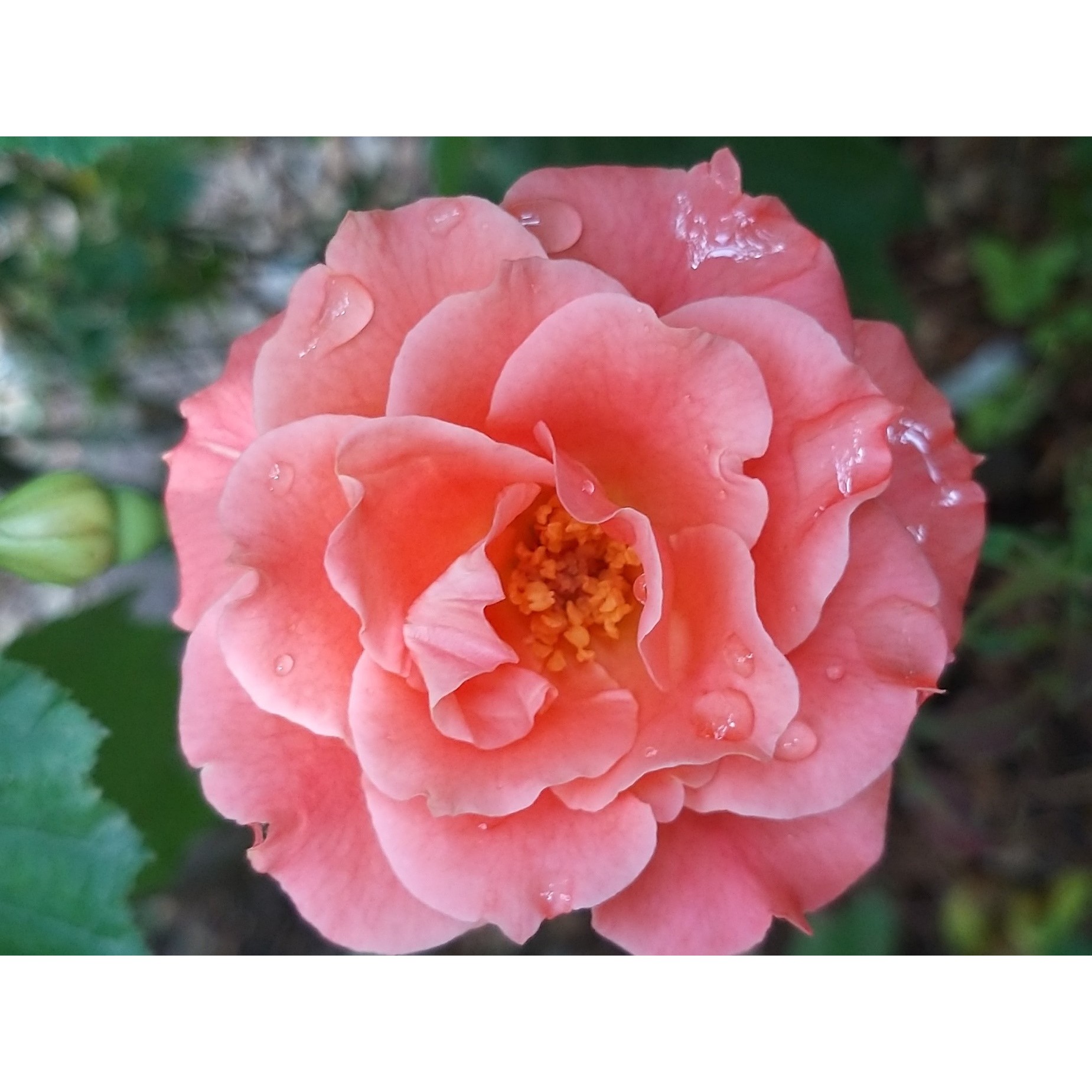 'Alibaba' Chewalibaba Rose - A petite climbing perennial, fragrant ...