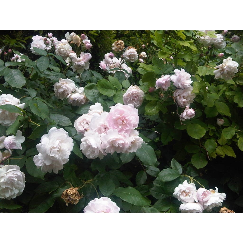 Rose Blush Noisette - An old variety by the Noisette brothers, very ...