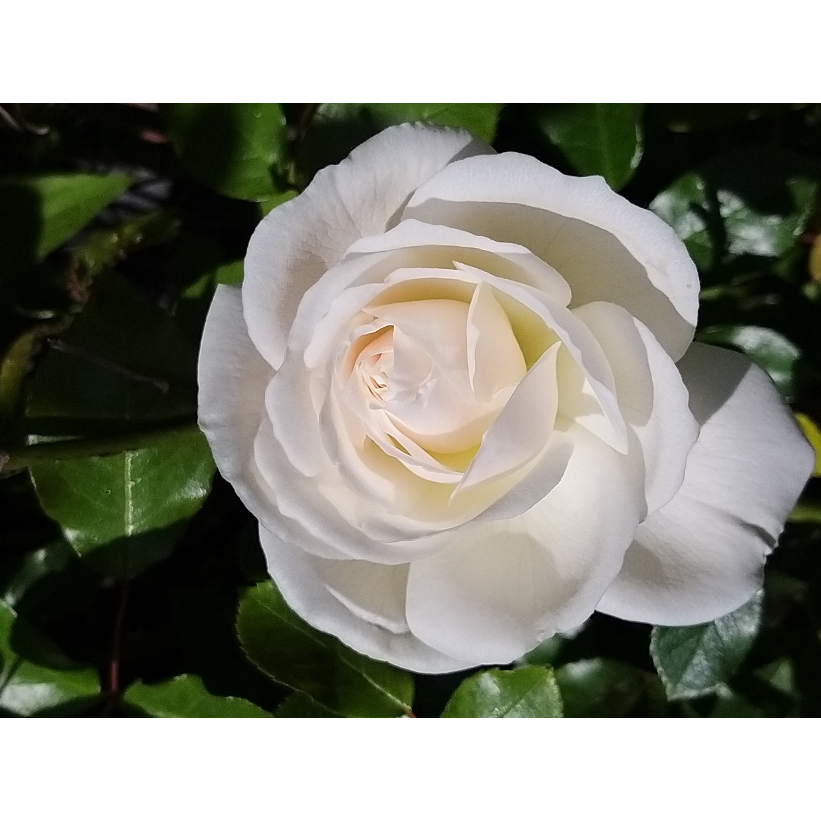 Rosa Climbing Iceberg - Climbing rose with white flowers.