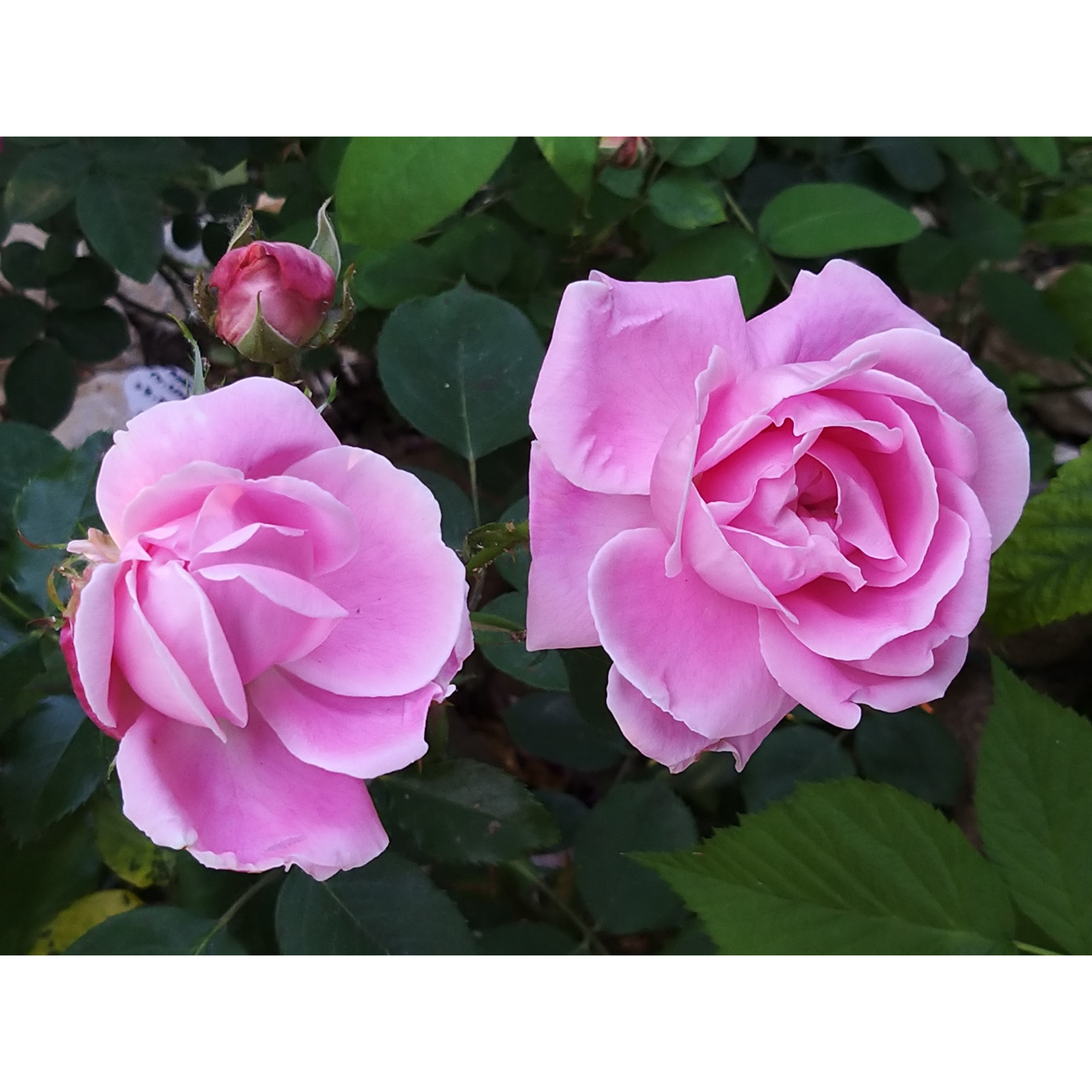 Climbing rose 'Mme Caroline Testout' - Large, fully double roses, a ...