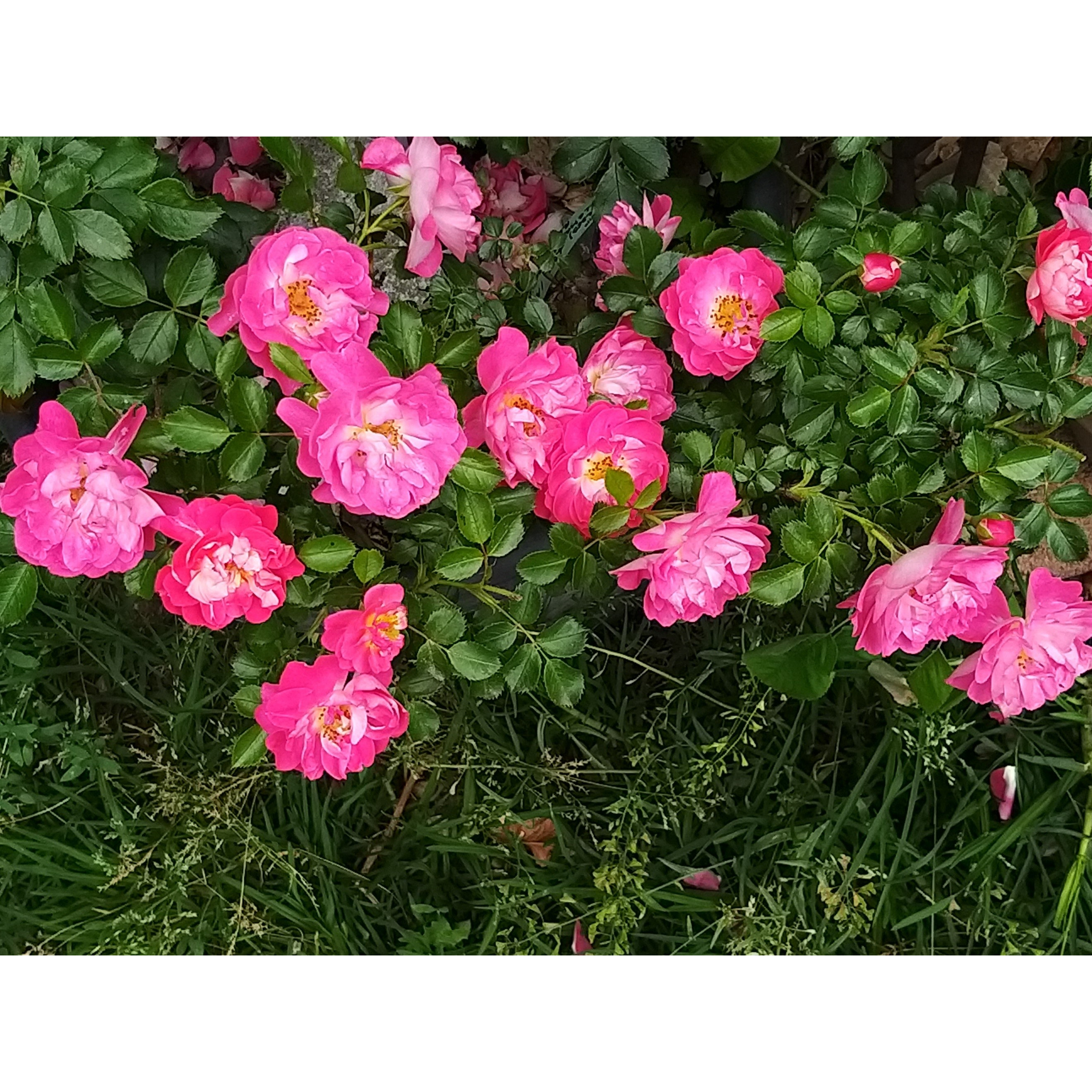 Rosa polyantha 'Charmant' - A very healthy miniature rose with clusters ...