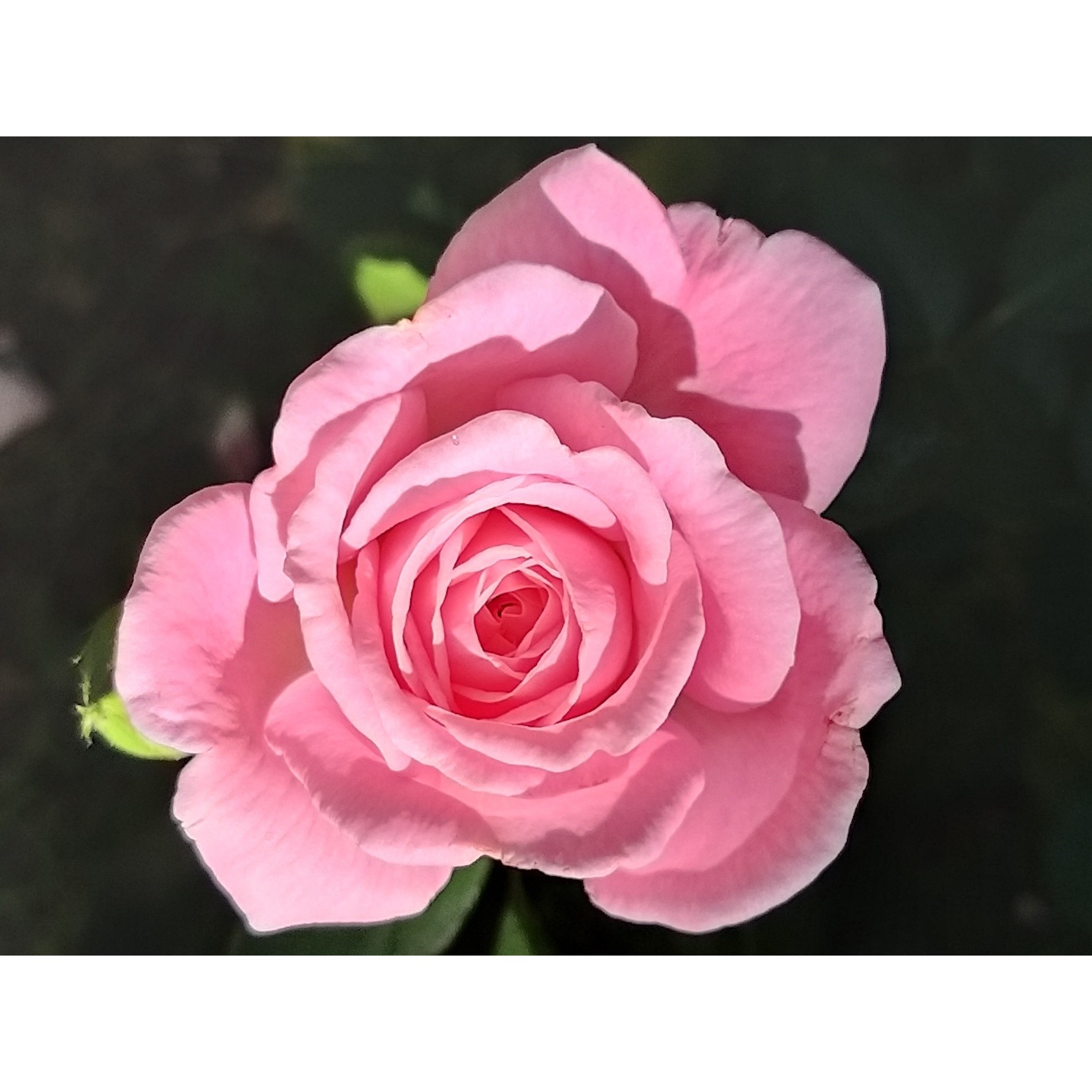 Rose Parfuma 'Countess Marie Henriette' / 'Mme. de Maintenon' with ...